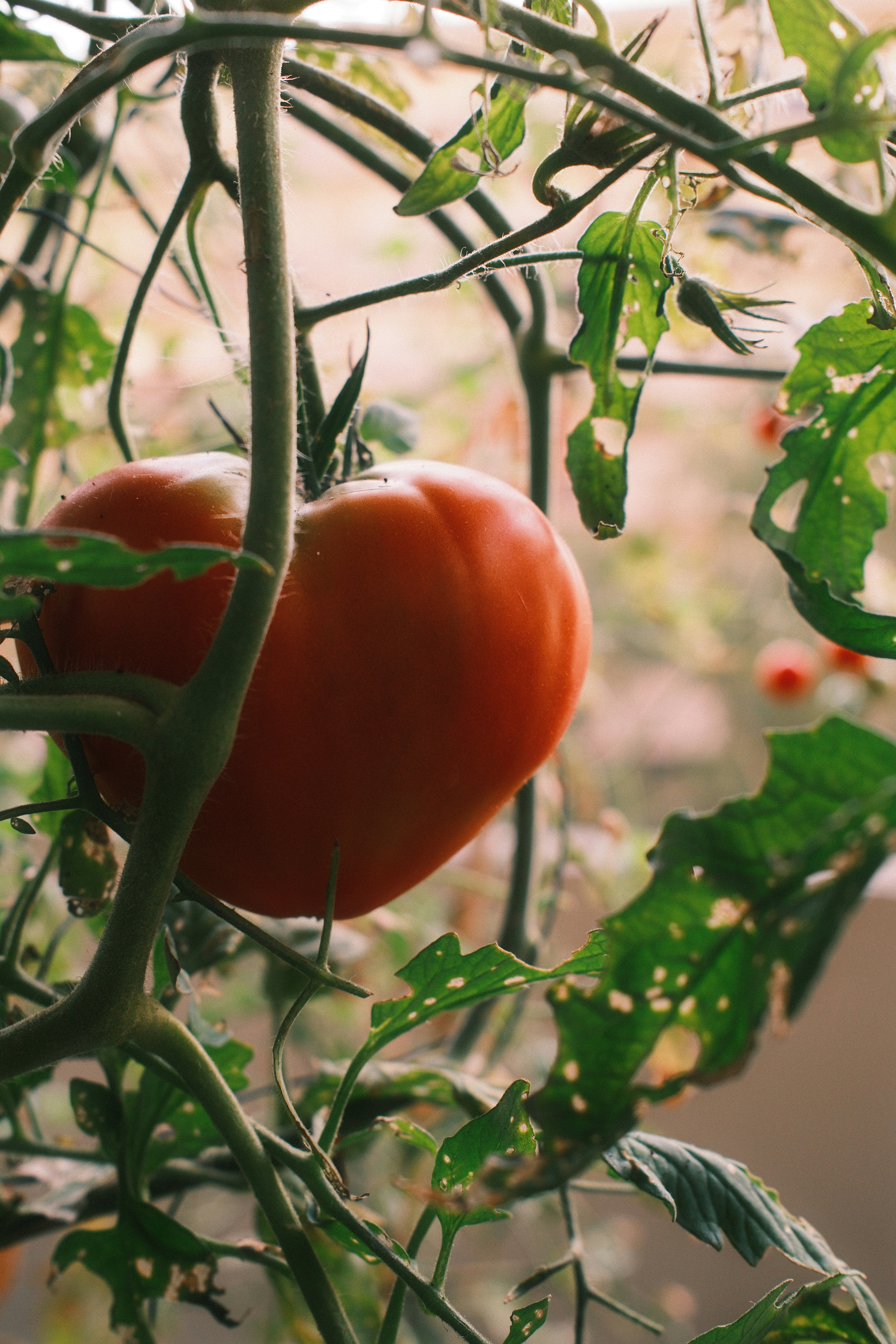 Tomato in a Green Tangle: A Close-Up of Fruit and Foliage