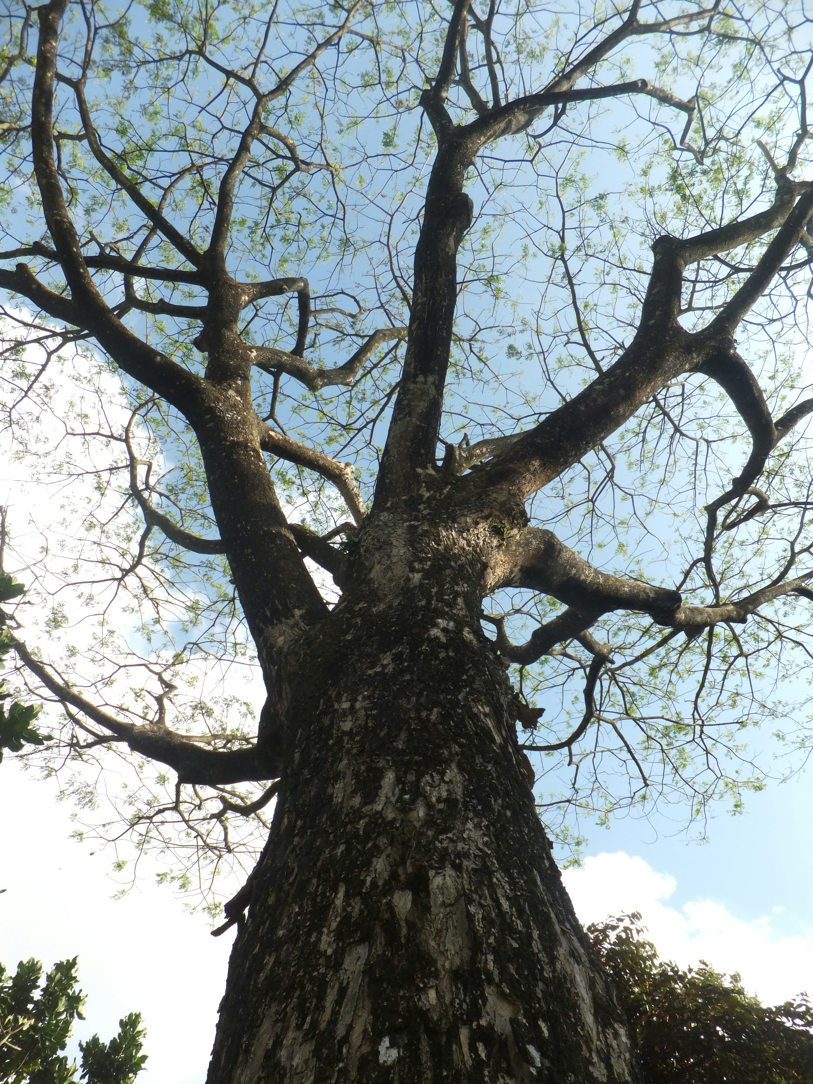 Tree photo shot on FUJIFILM FinePix F660EXR