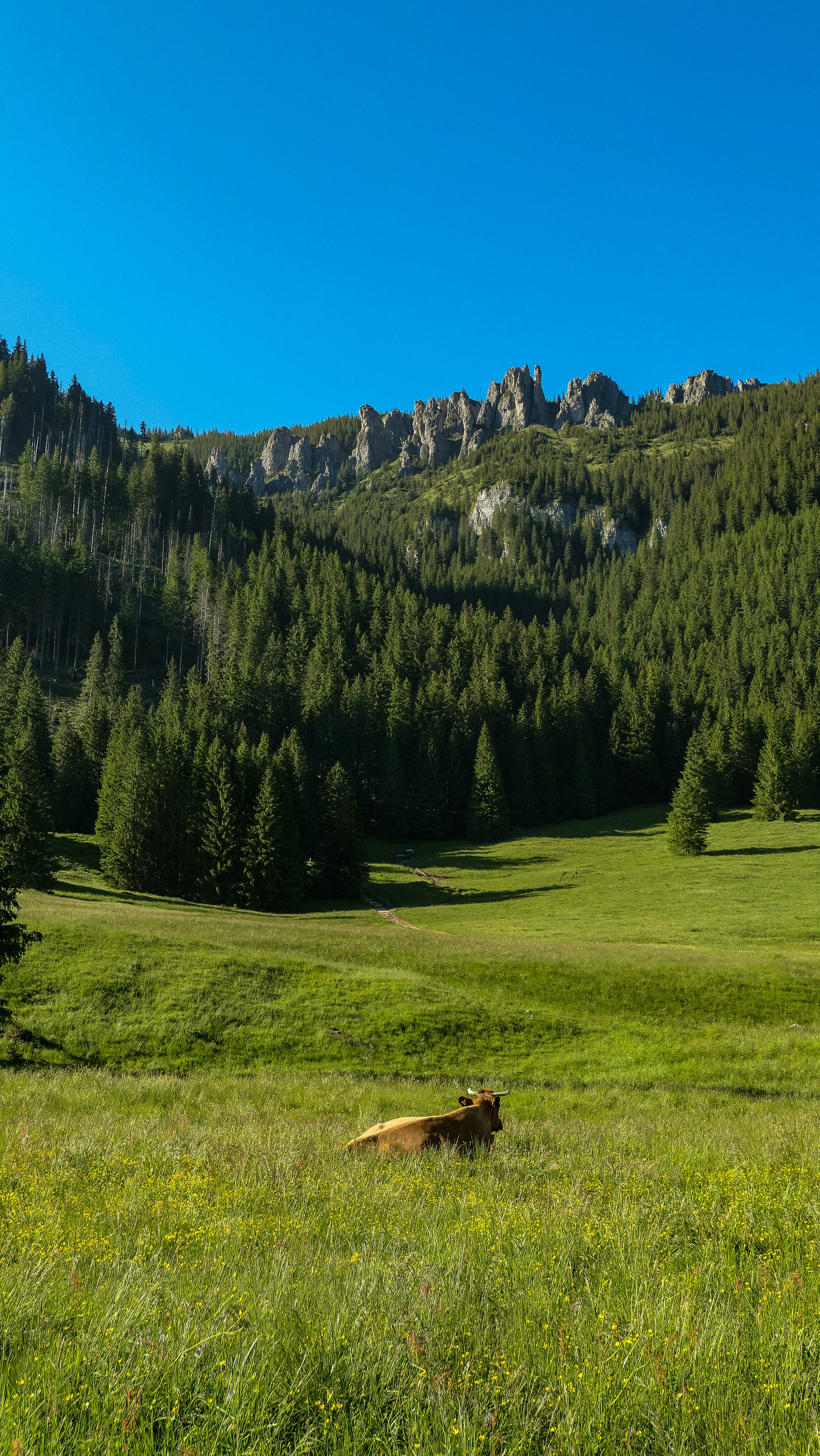 Quiet Highland Meadow: A Lone Cow Beneath Rugged Peaks