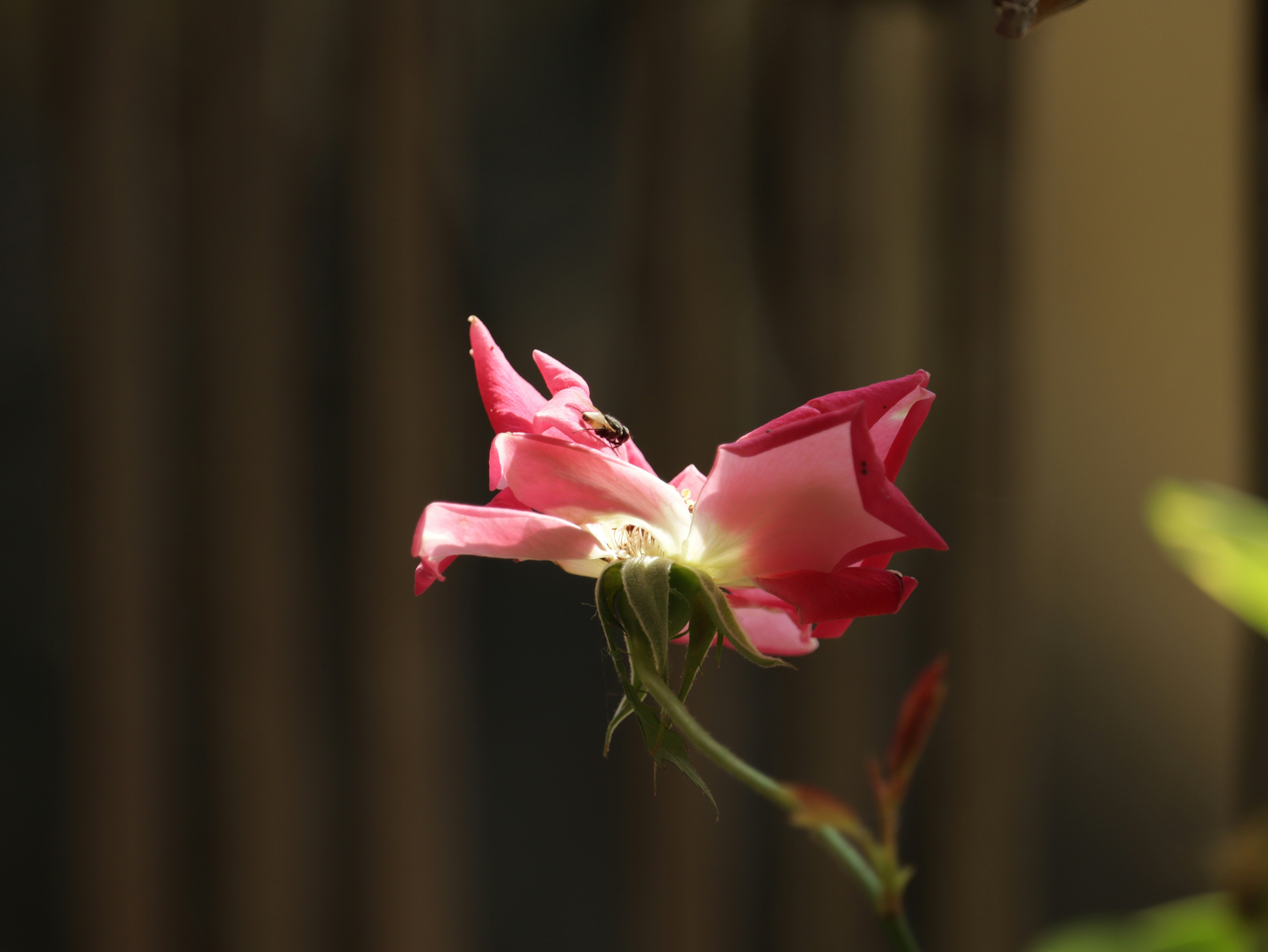 Petaled Spotlight: a lone pink rose breaking through a muted background