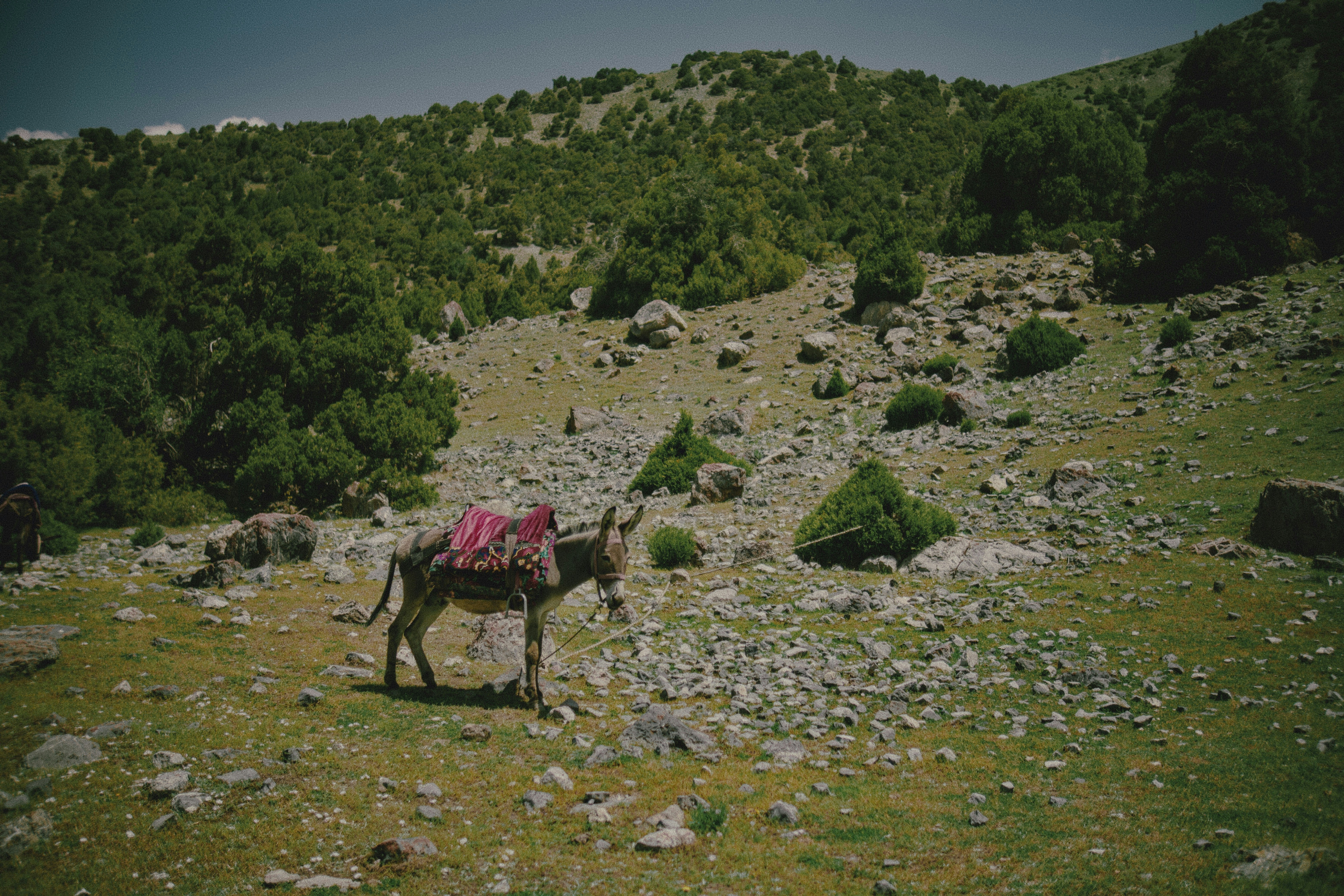 A Lone Camel Trek in a Rocky Highland