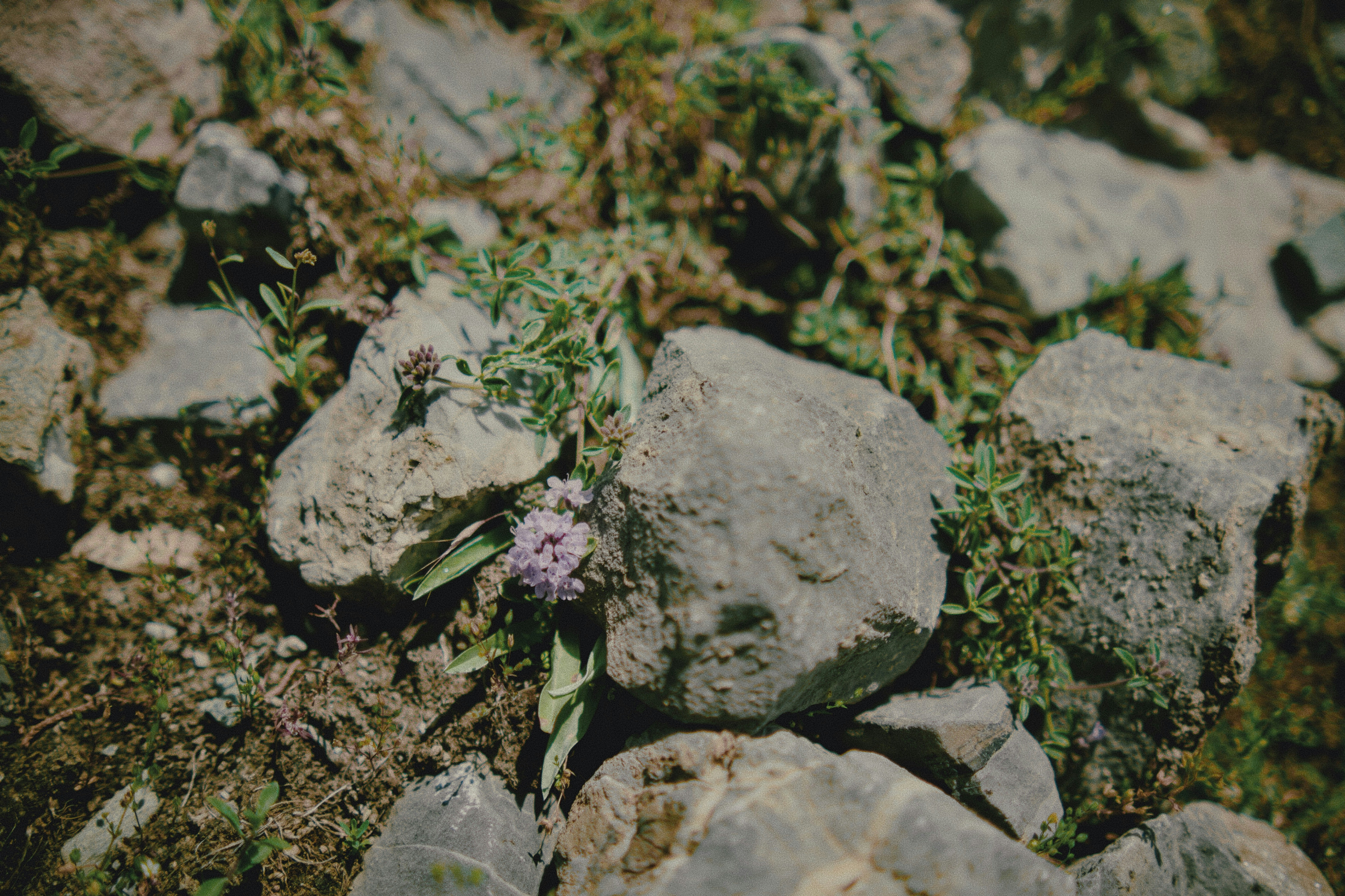 Cracked granite tapestry with sprouting greens and lilac blossoms