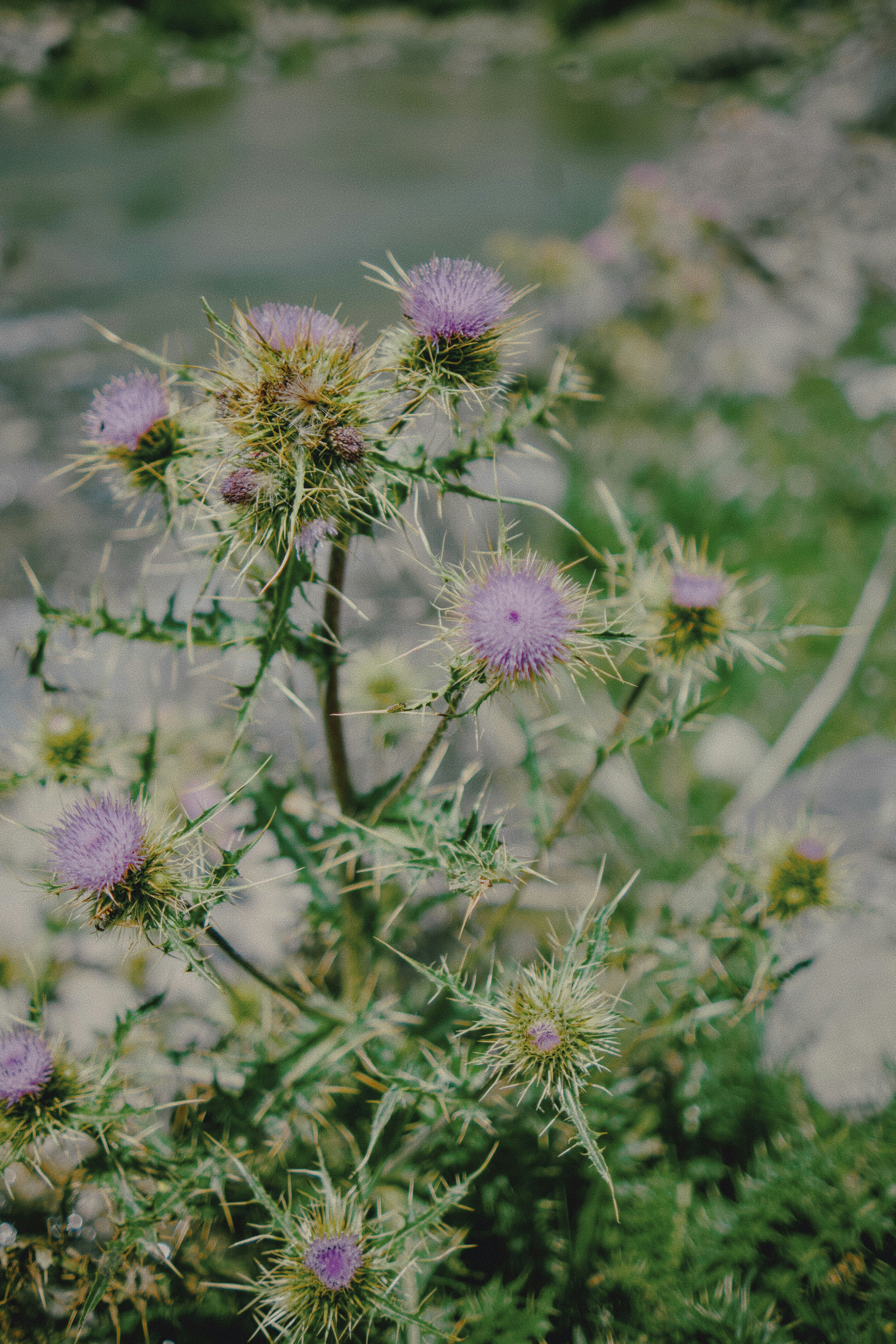 Purple thistle bloom clutching the hillside light