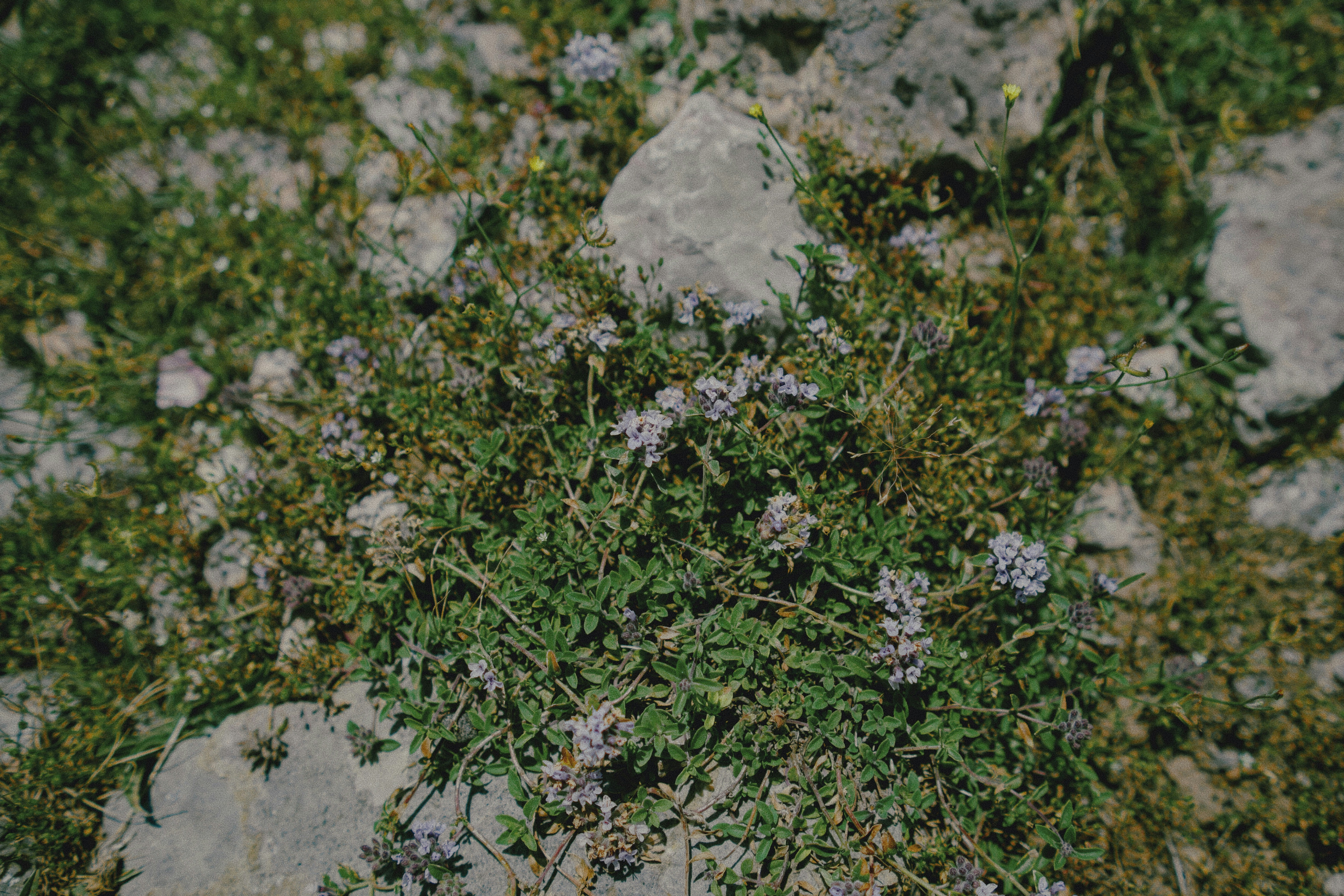 Grass and Lichen Between Stones: Tiny Florals in a Rocky Patch