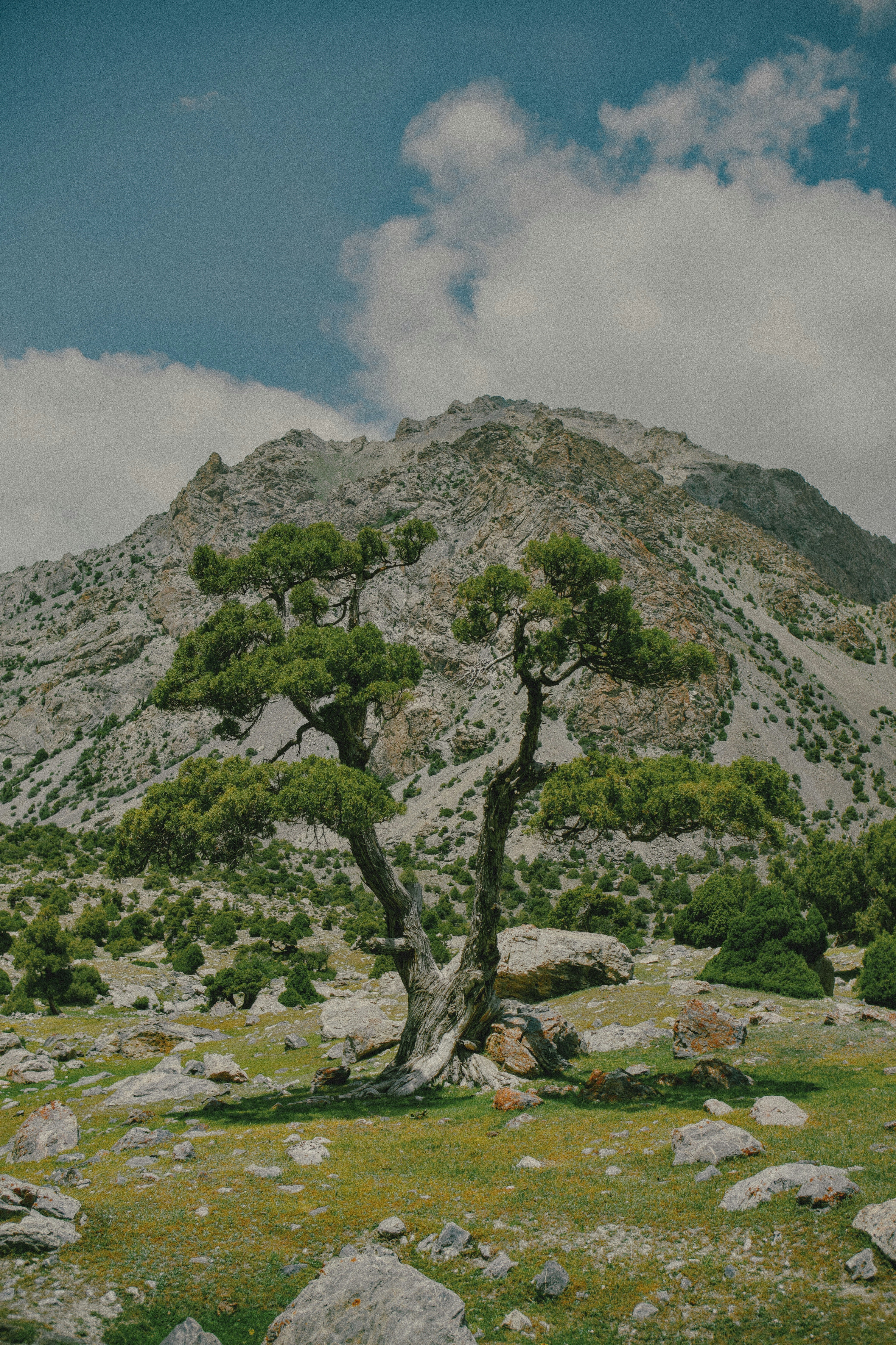 Gnarled Pine Stand Against Mountainous Horizon