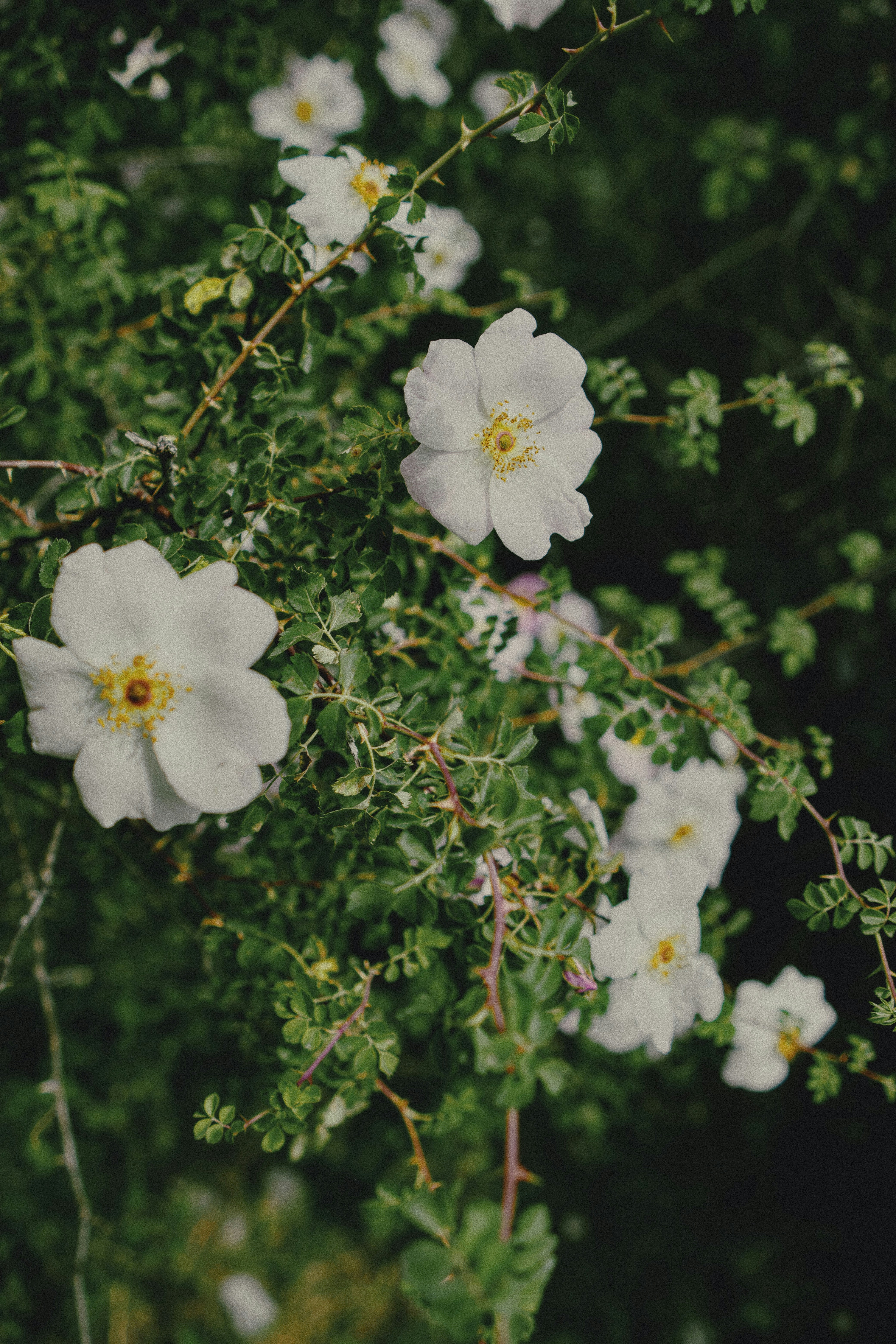 White-rose tendrils against a shadowed green backdrop