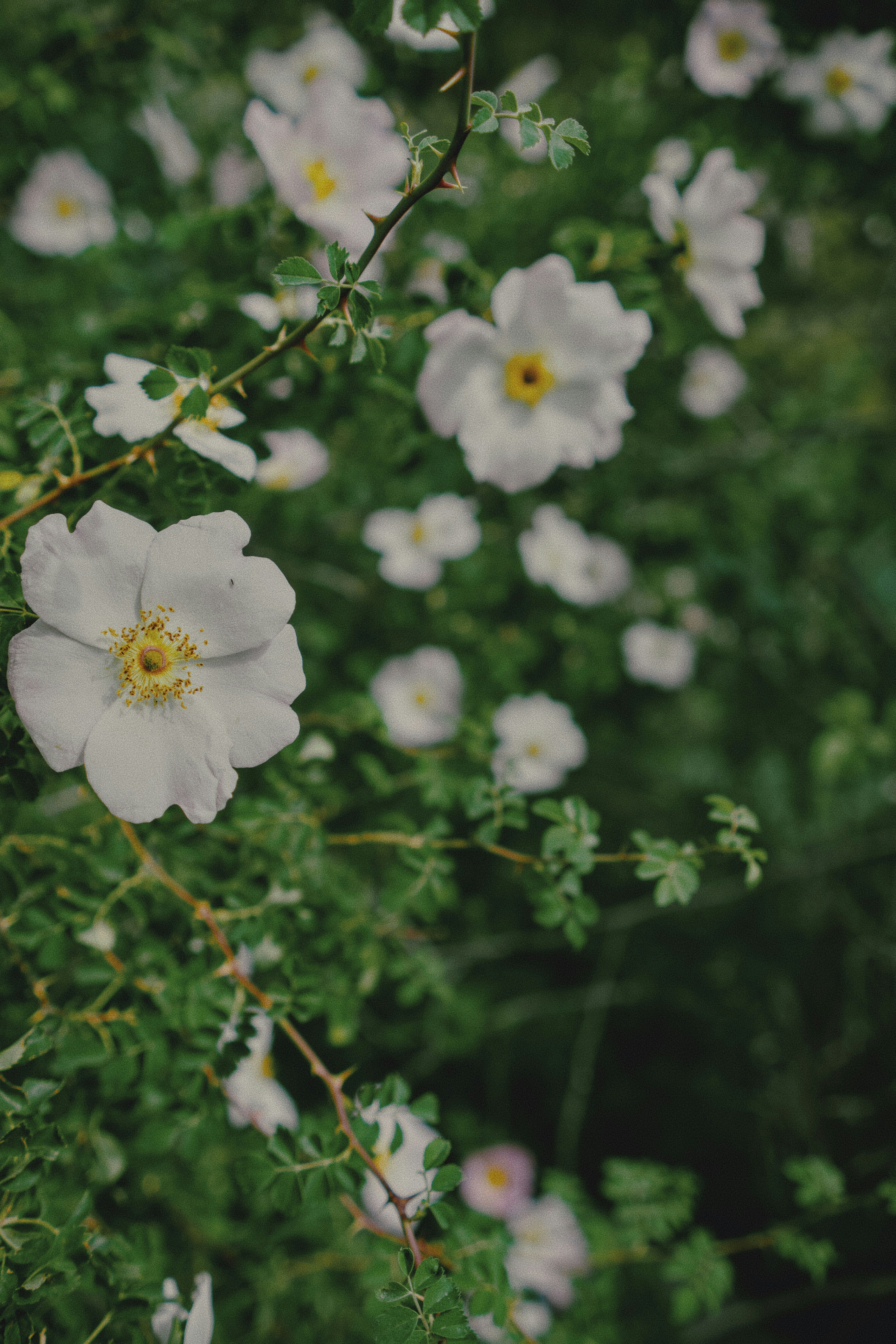 White Rose in a Fragrant Green Tangle