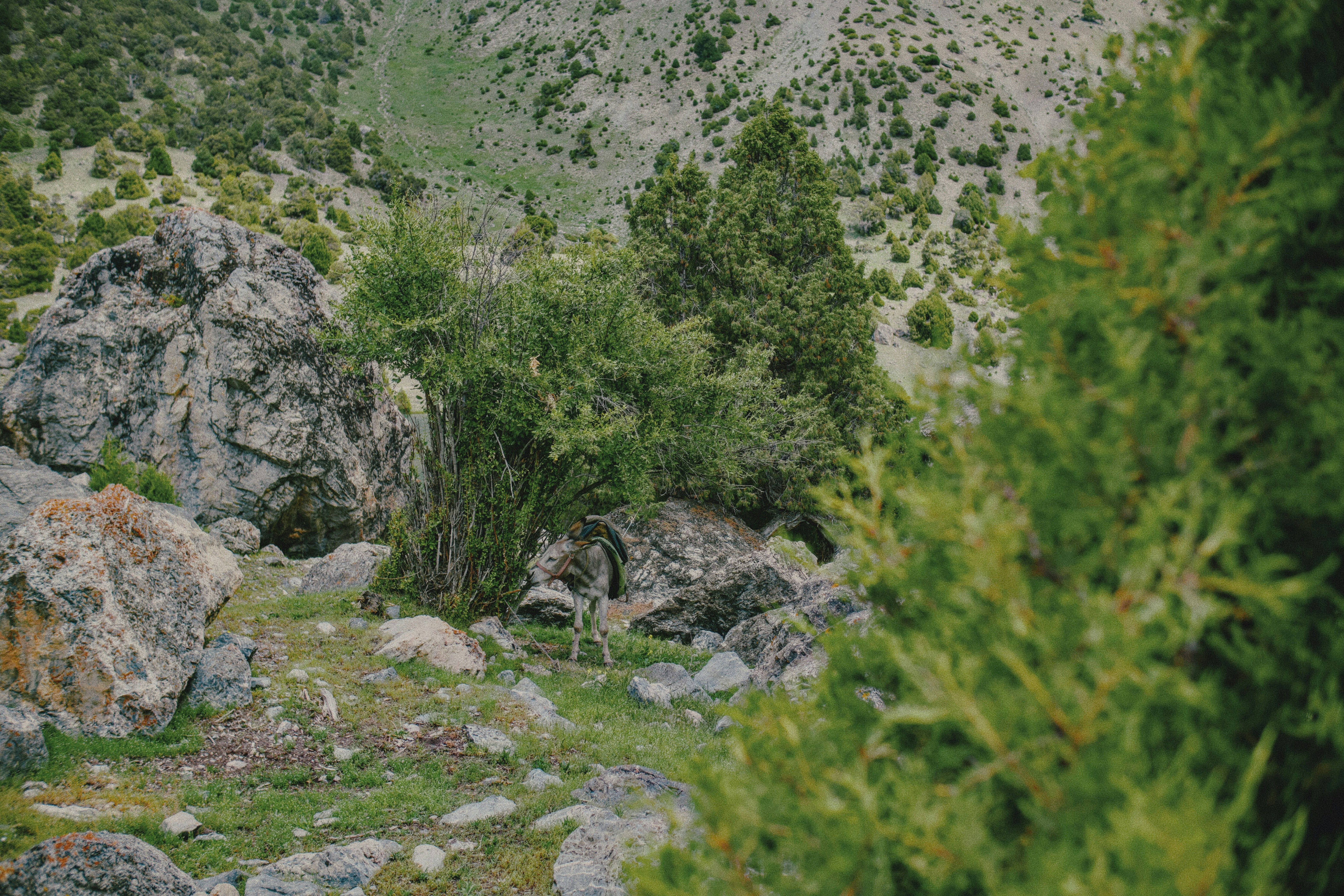 Green Ridge Among Granite: A Quiet Highland Clearing