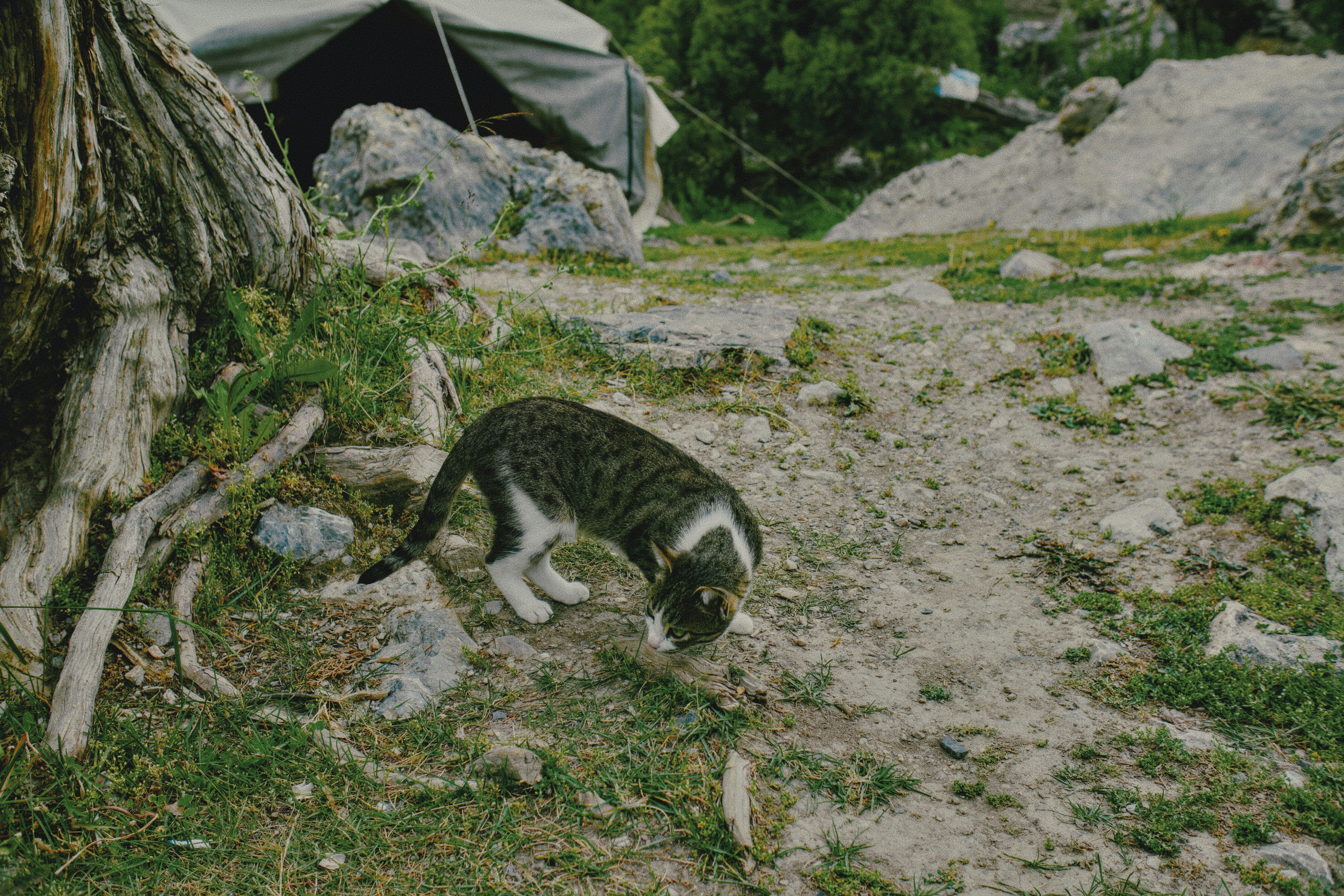 Wary Feline Foraging Among Rocky Campground Terrain