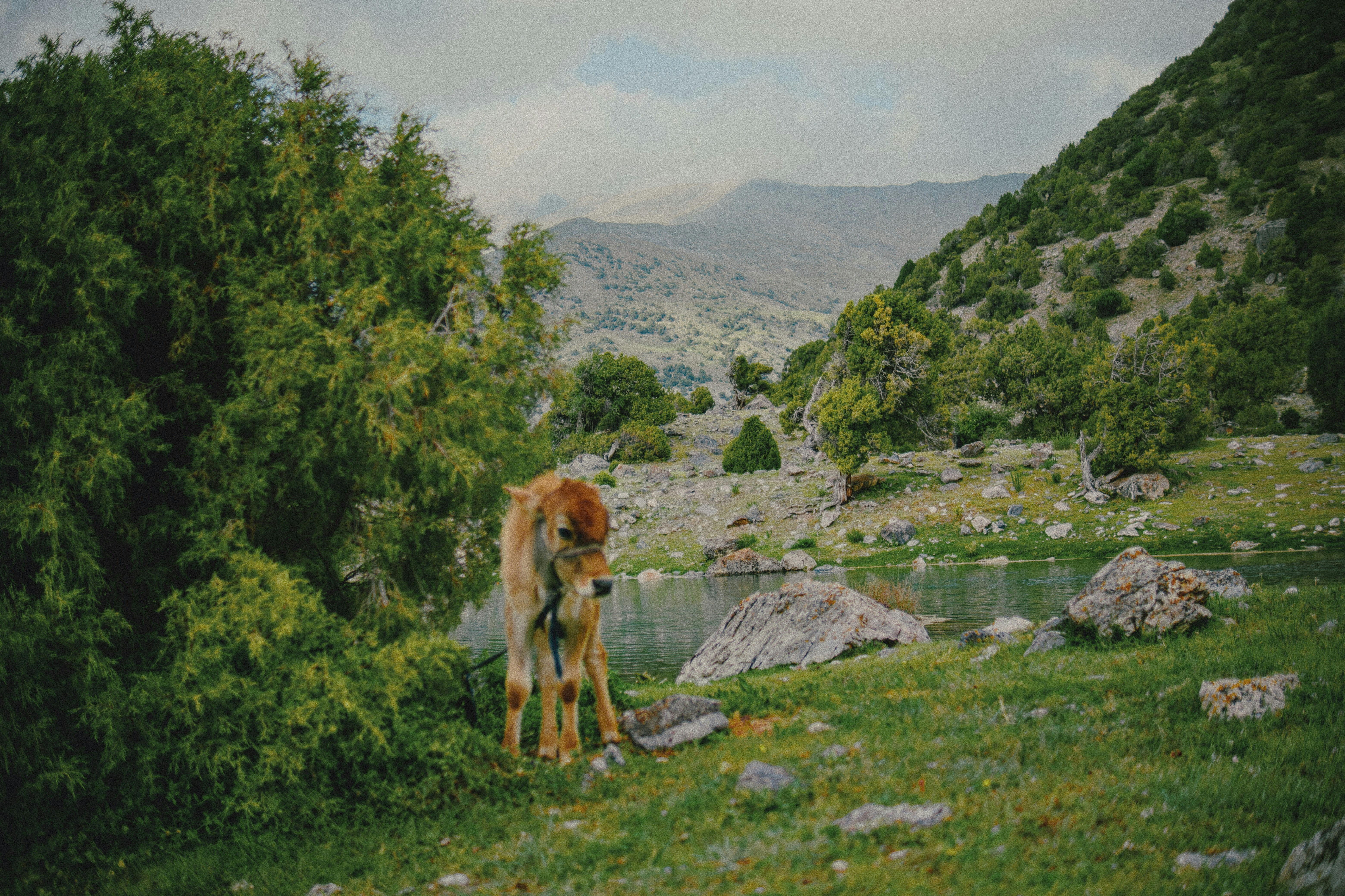 Lone foxhound at the alpine lakeshore