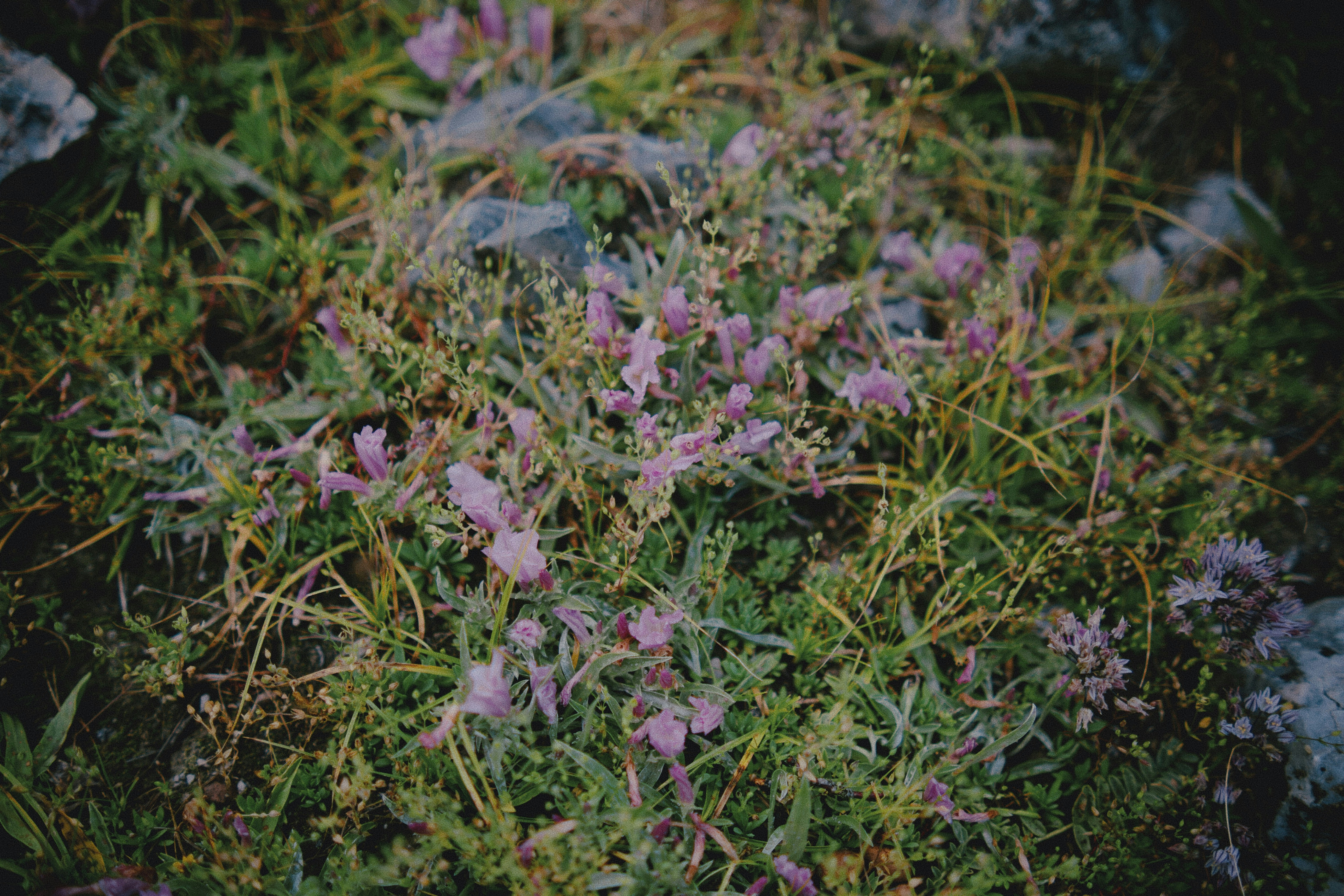 Soft-Petal Meadow: pink blooms Threading Through Green and Gravel