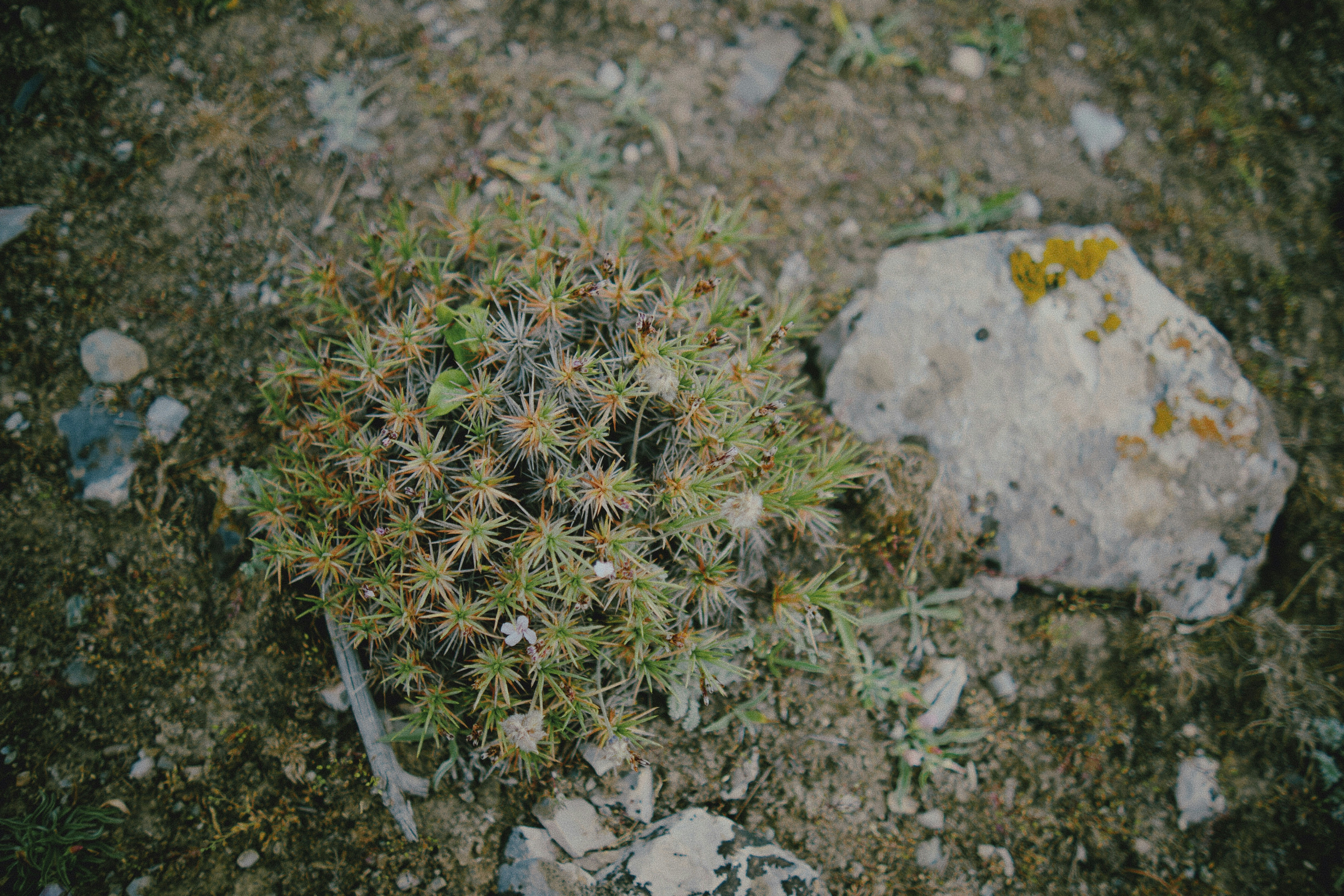 Creeping New Growth: A Tiny Cactus Among Gravel