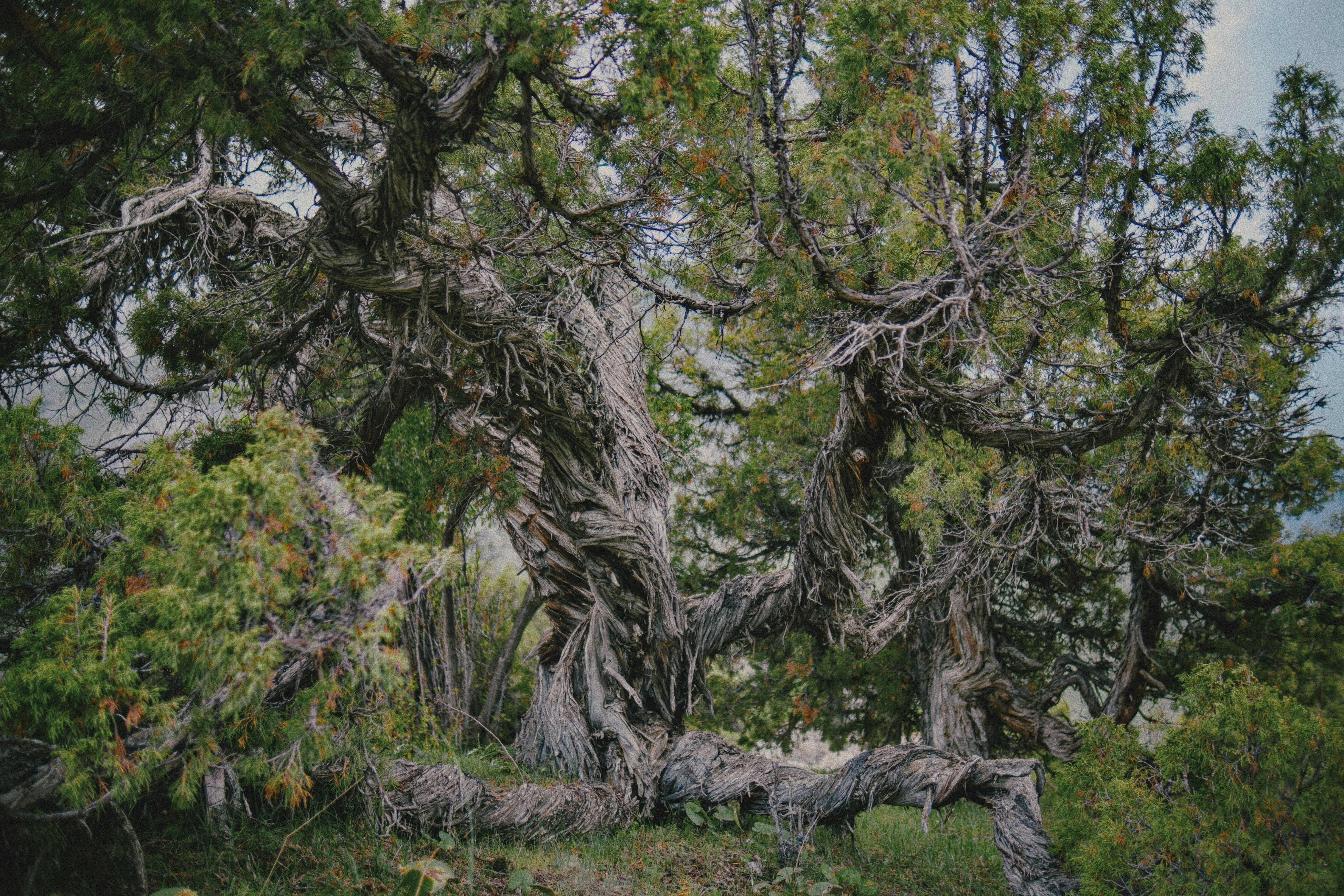 Twisted Sentinel: A Gnarled Cedar Weaving Through Green