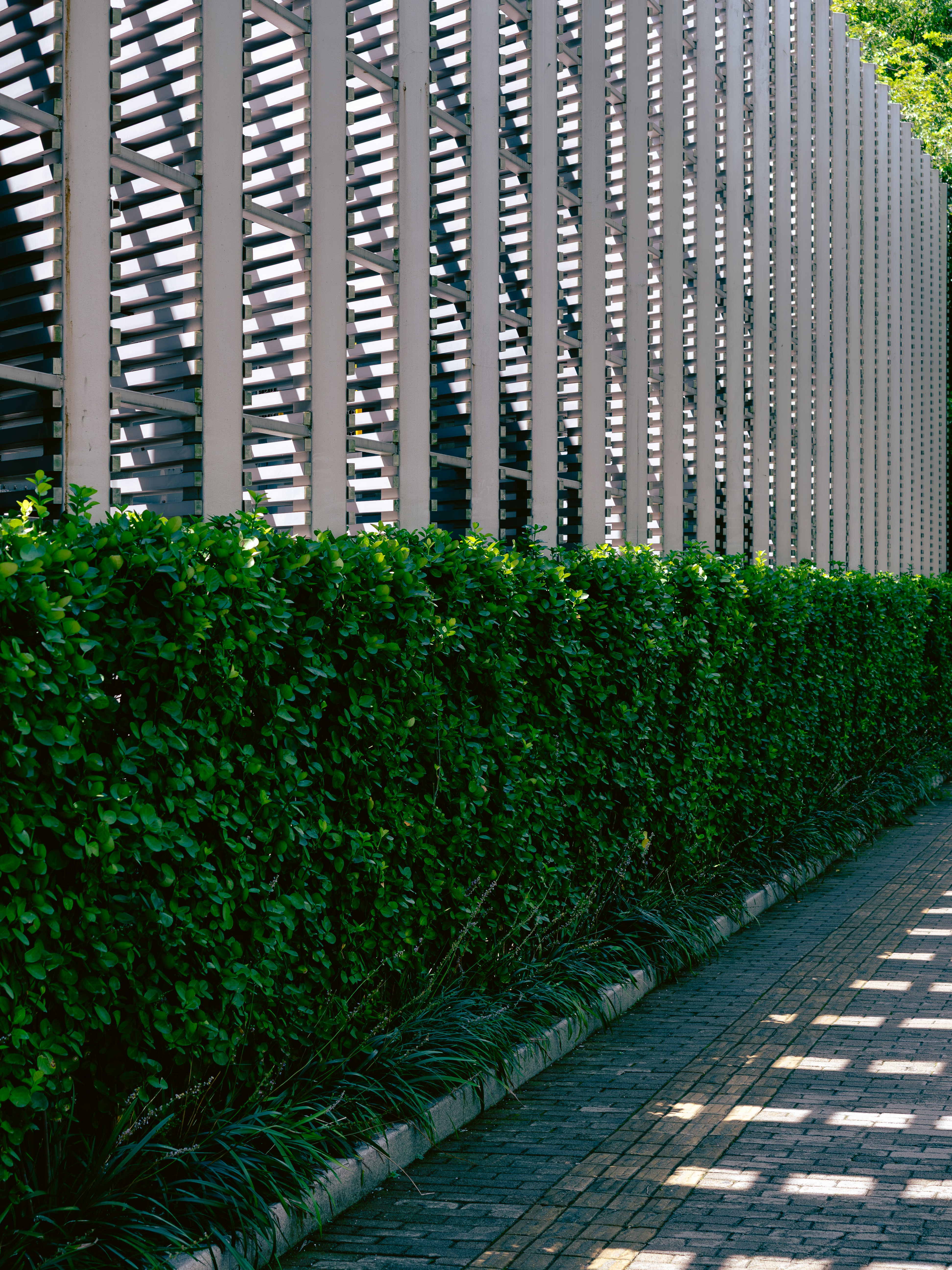 Tall wooden slats and a lush hedge run alongside a sunlit brick path, creating diagonal shadows and a rhythm of light and texture.