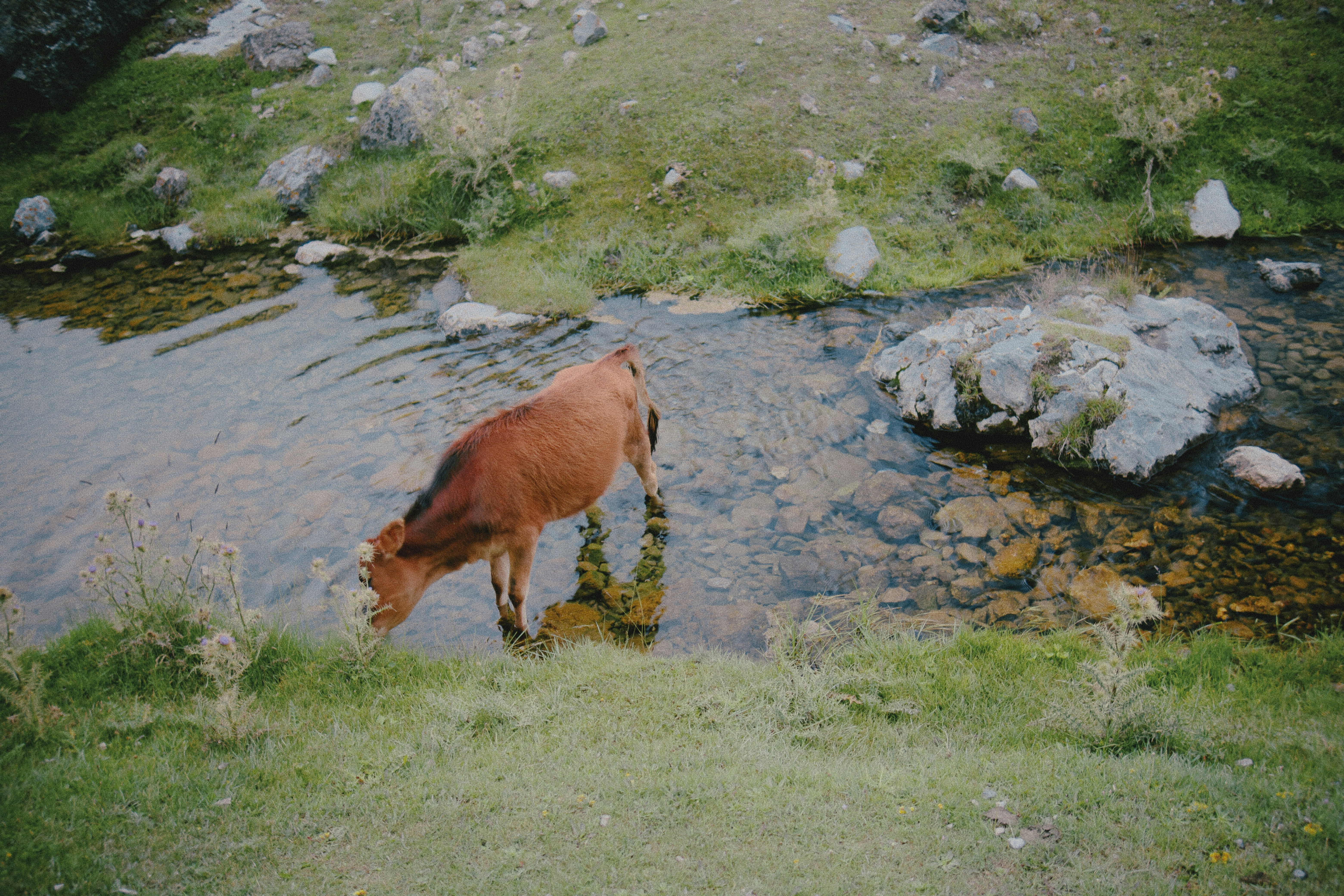 Herded Red Doe by the Pebble Stream