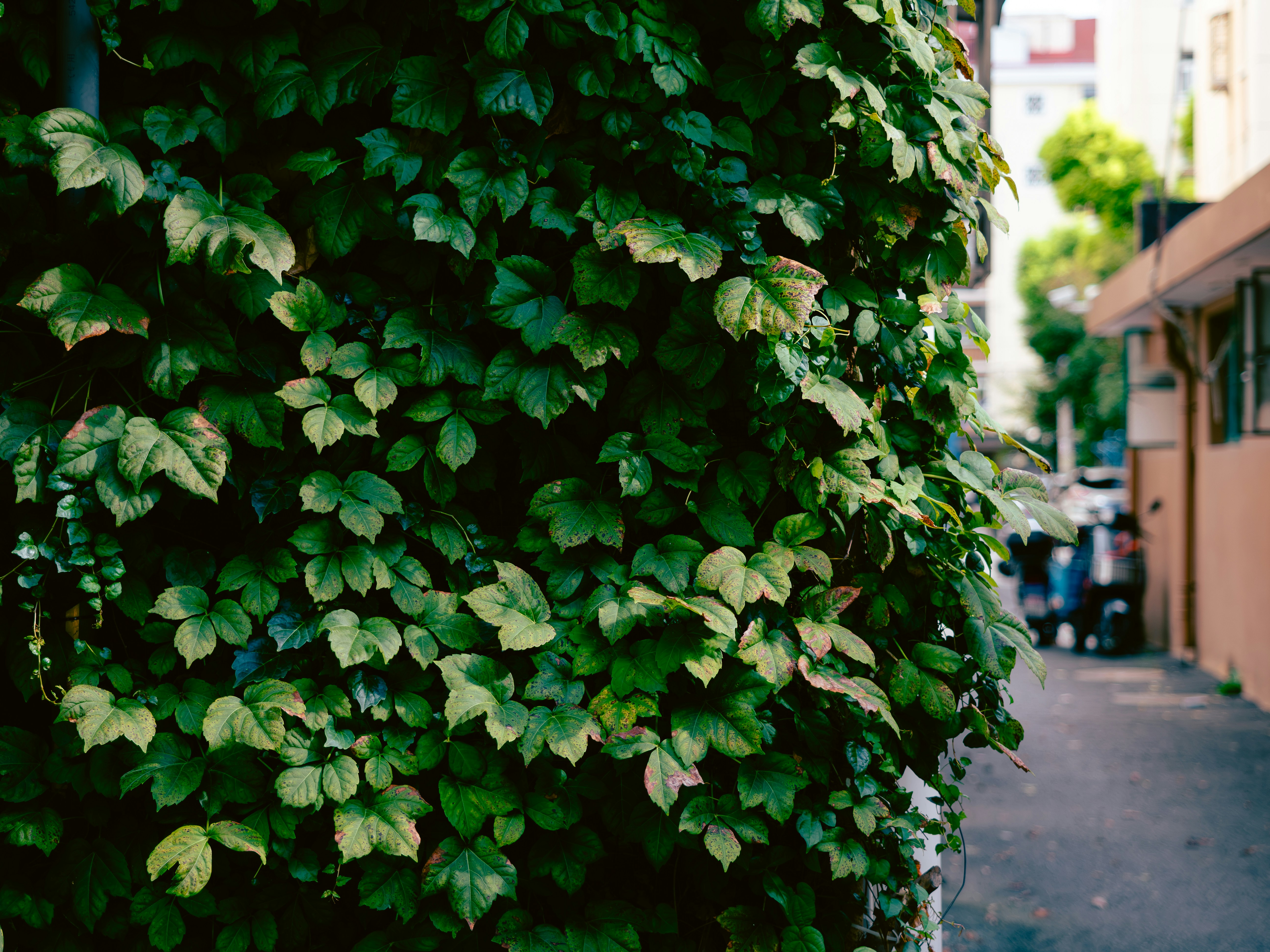 Close-up of a dense ivy-covered wall along a narrow street with urban buildings visible in the background.