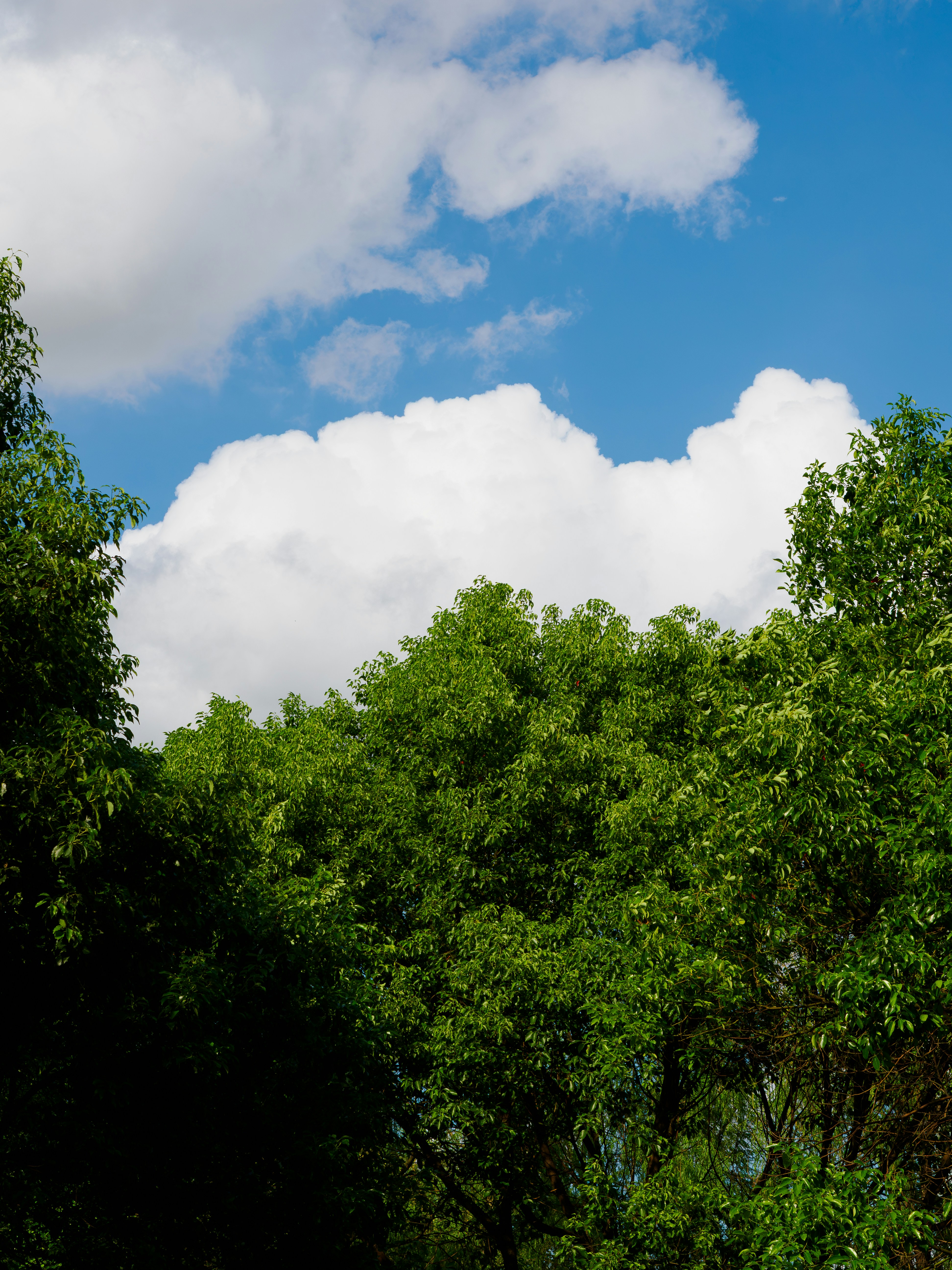 Sunlit green treetops reach toward a vivid blue sky with fluffy white clouds, creating a fresh, natural scene.