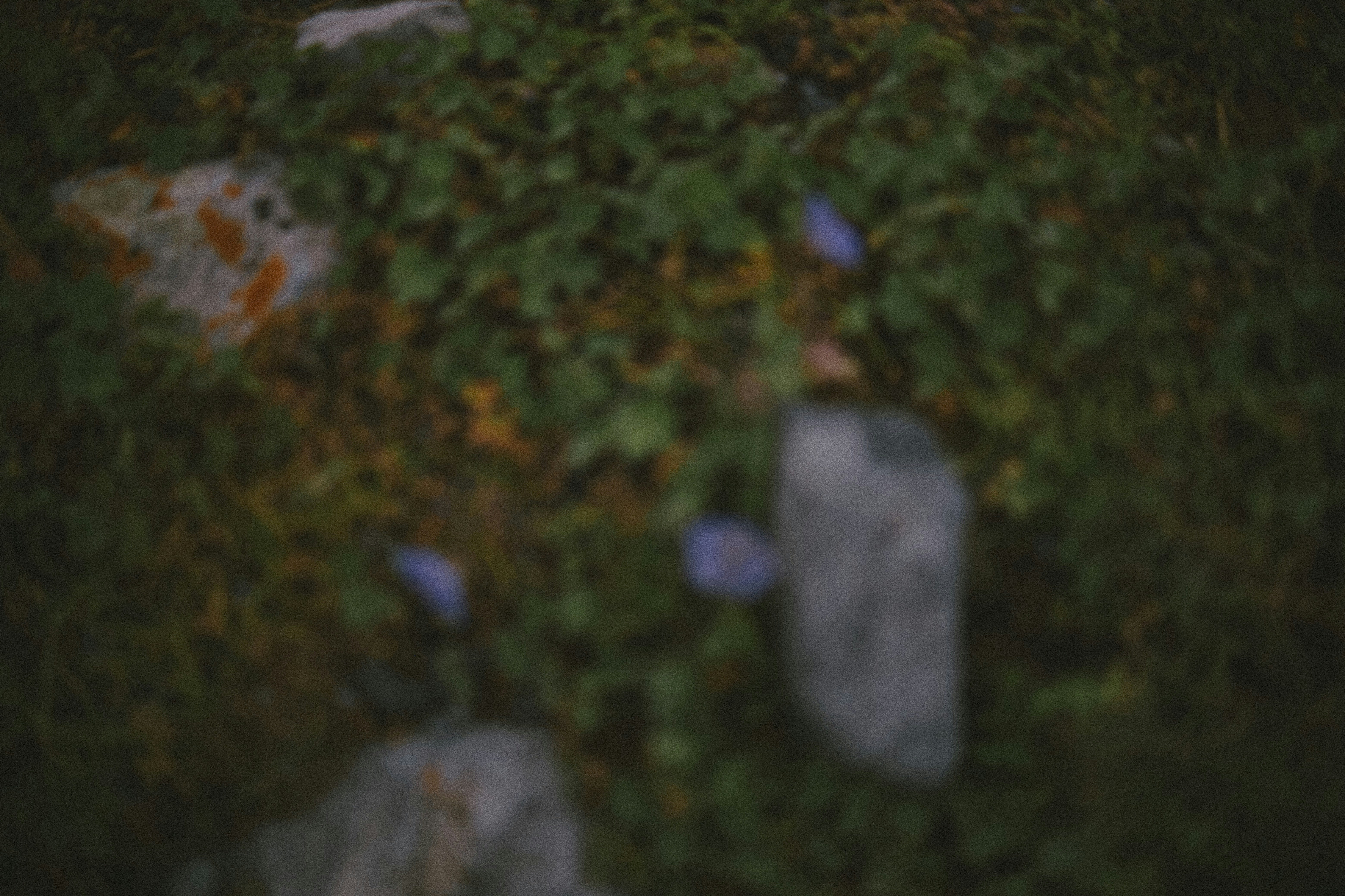 Faded Water Garden: A Blurred Still Life in Green and Stone