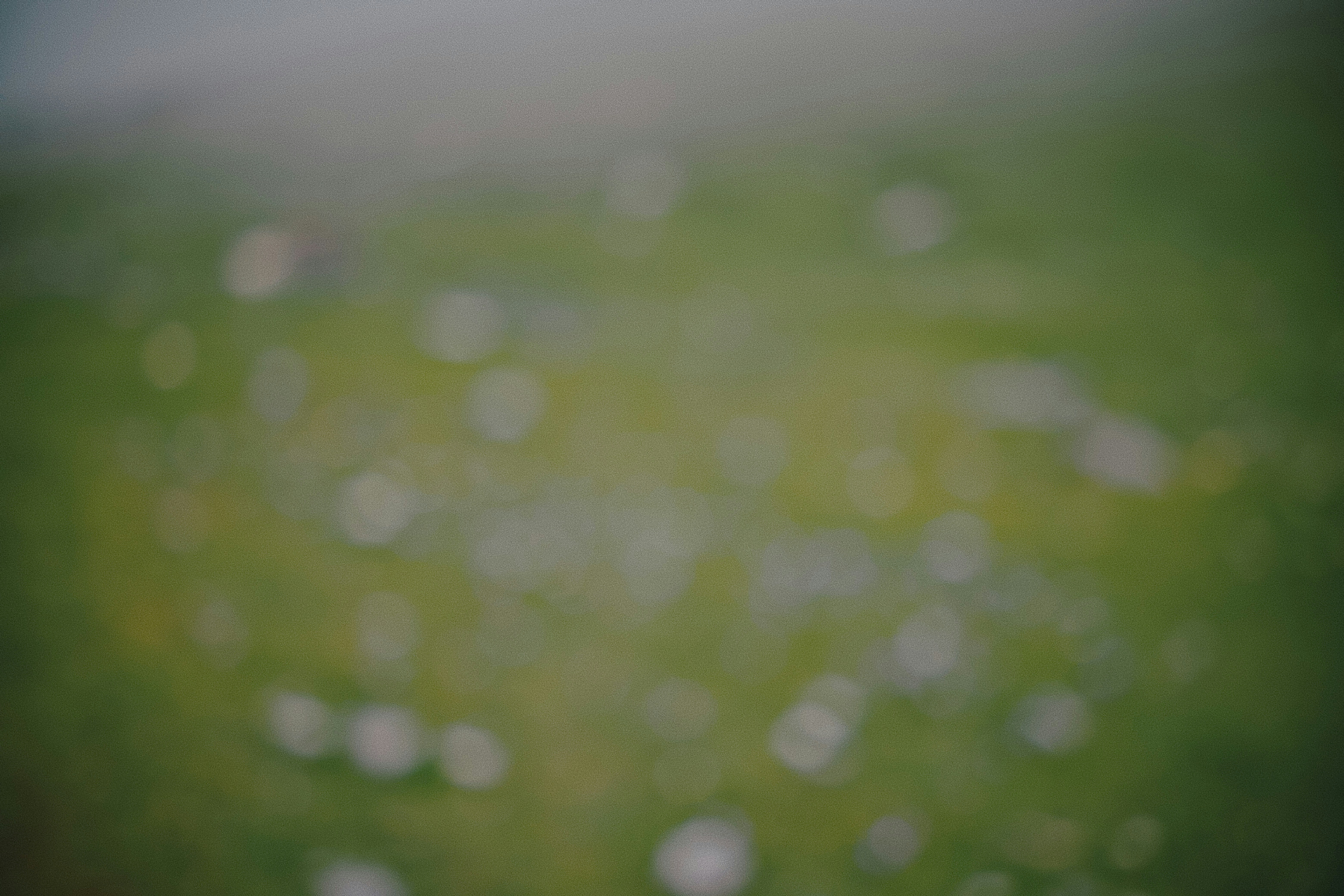 Soft Meadow Blur: Distant Flowers in Gentle Light