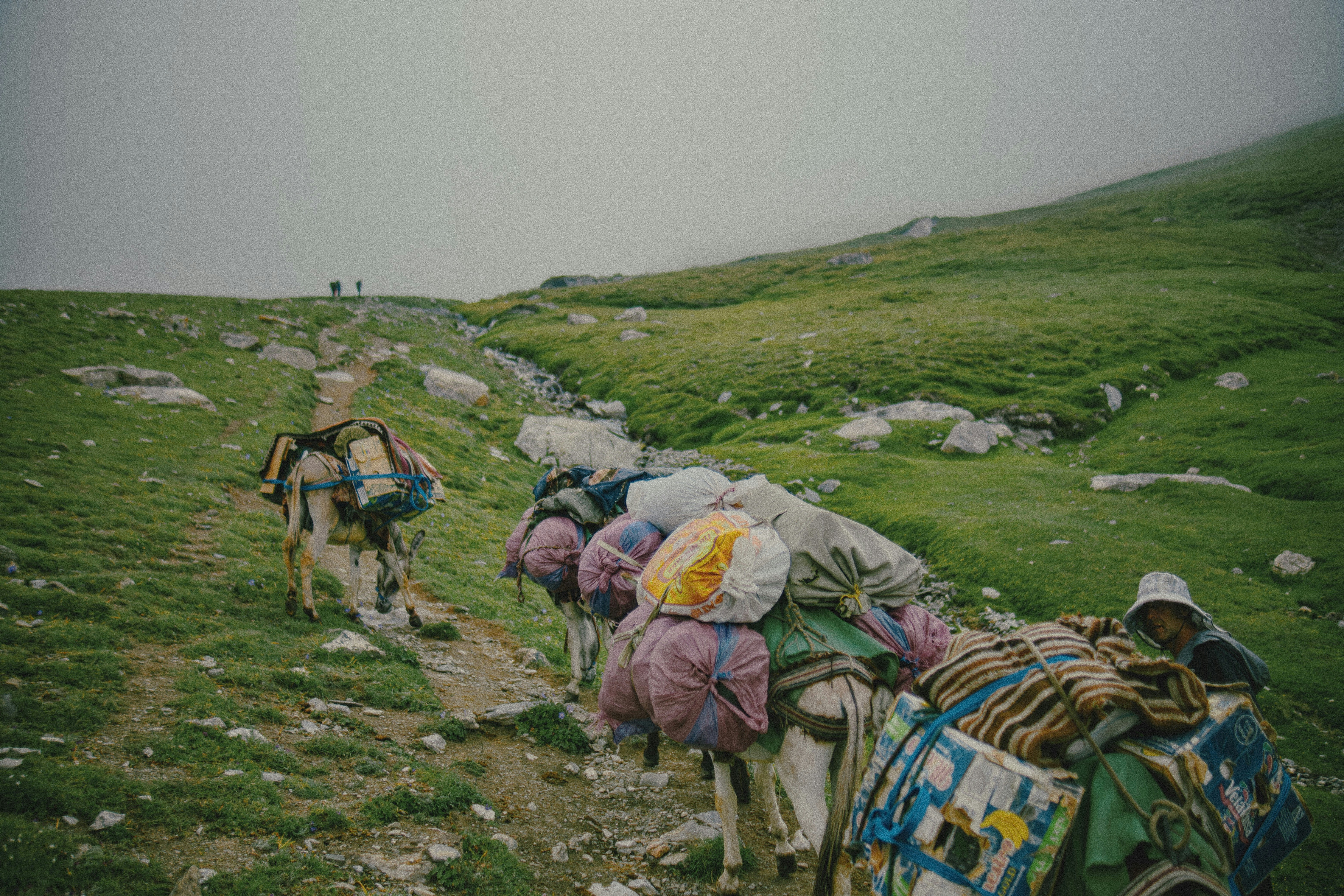 Trailing Pack Animals on a Misty Highland Ascent