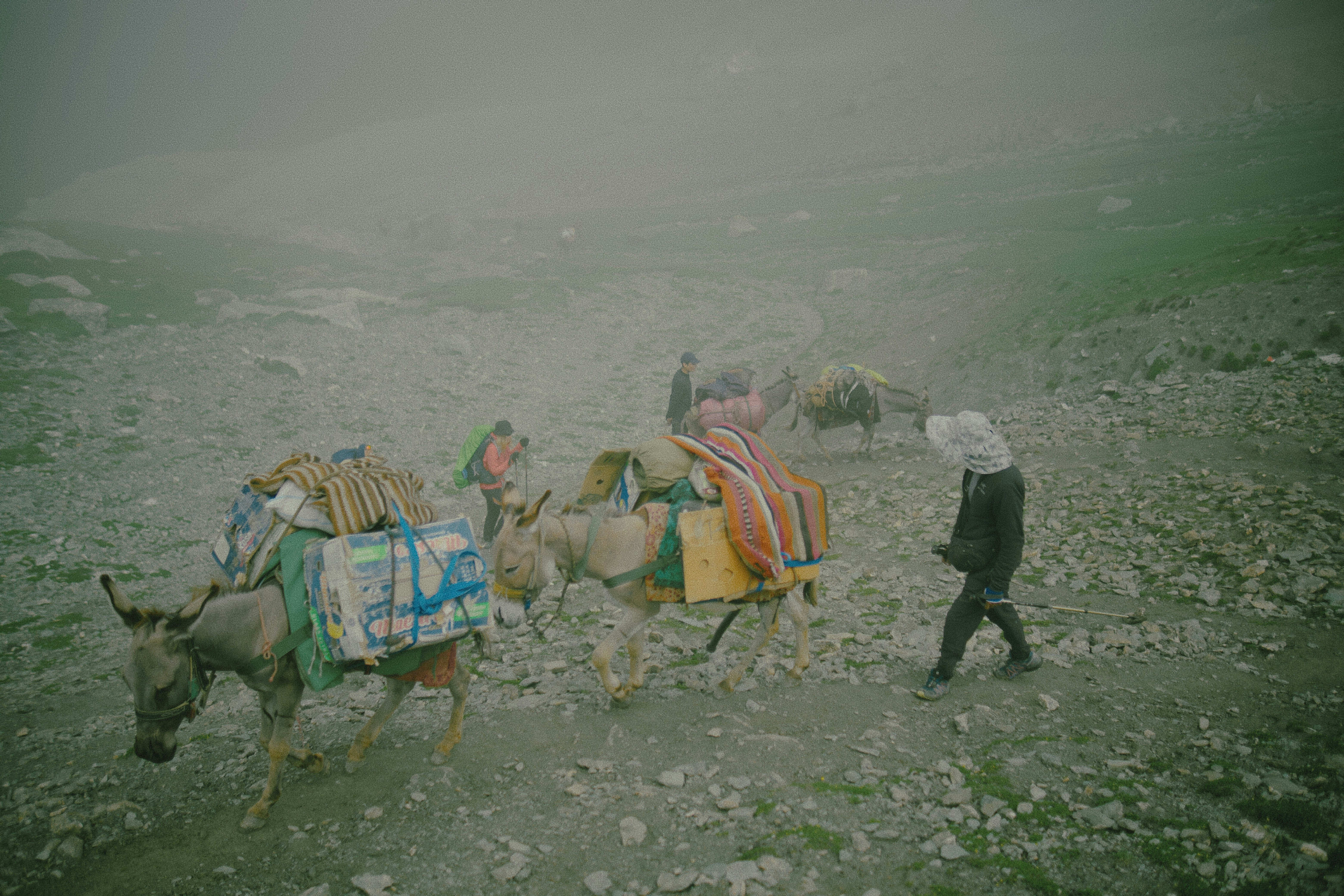 Dromedary Caravan Crossing a Windy Plateau