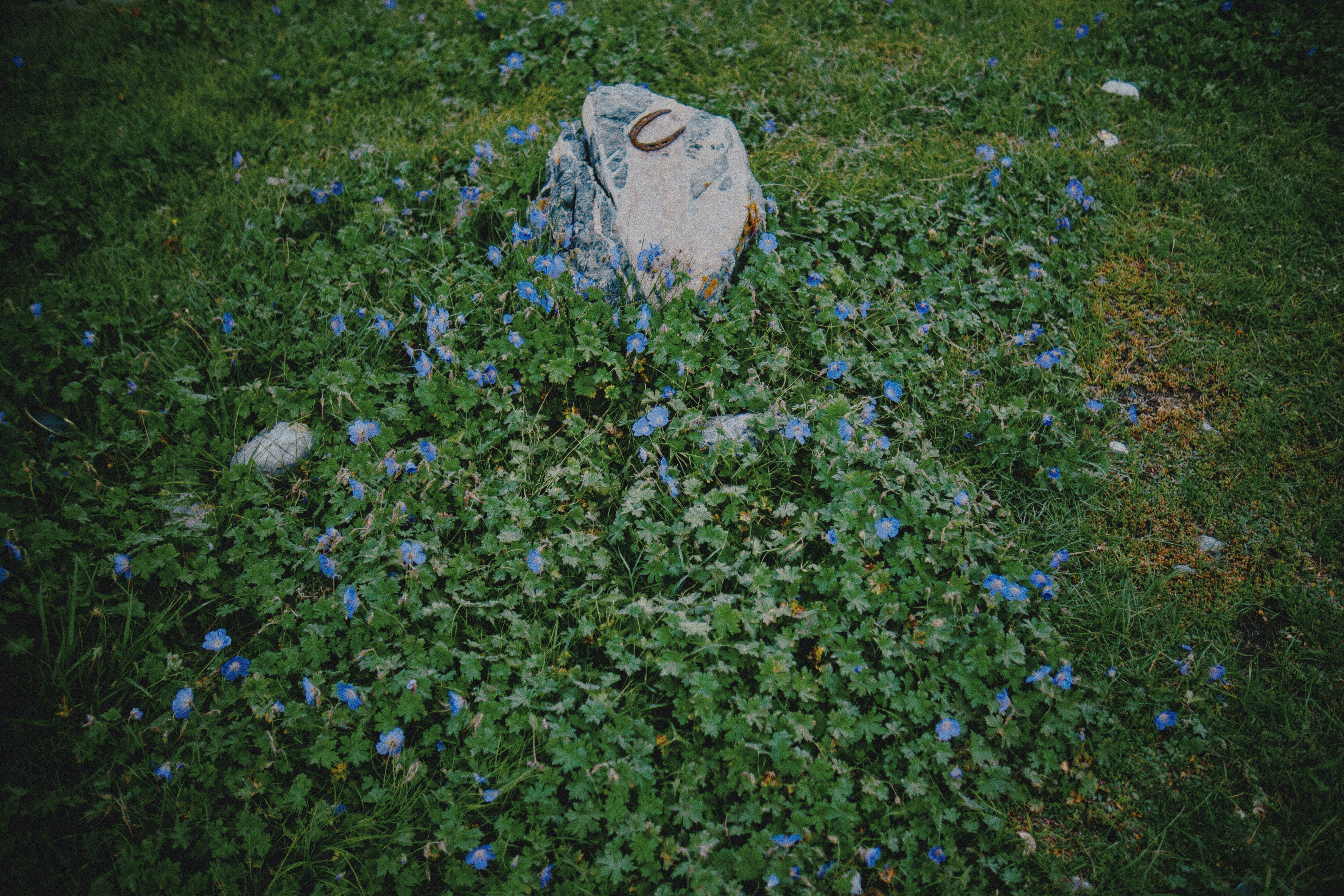 Blue flowers crown the mossy mound beneath a weathered stone marker