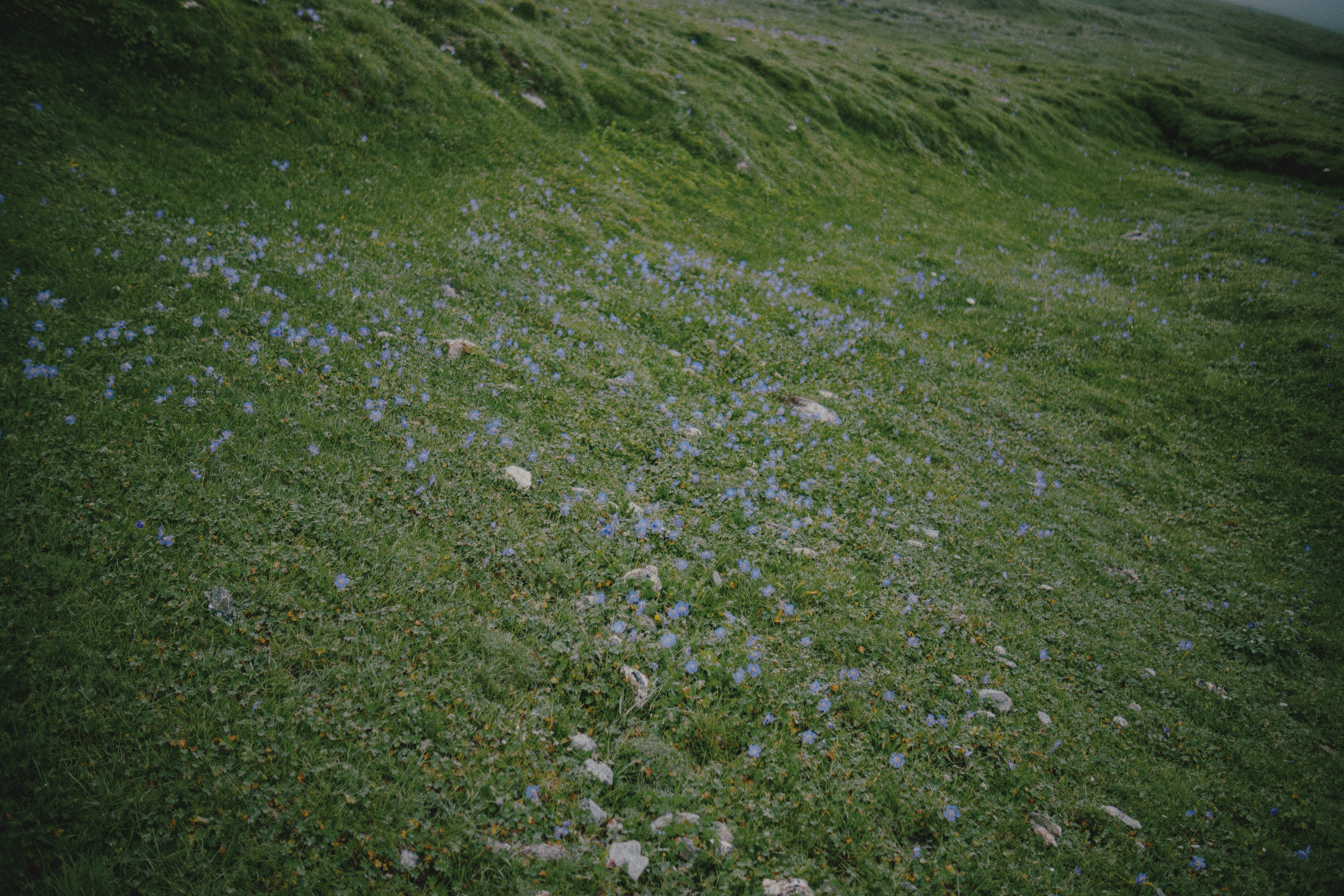 Verdant hillside carpeted with blue blossoms