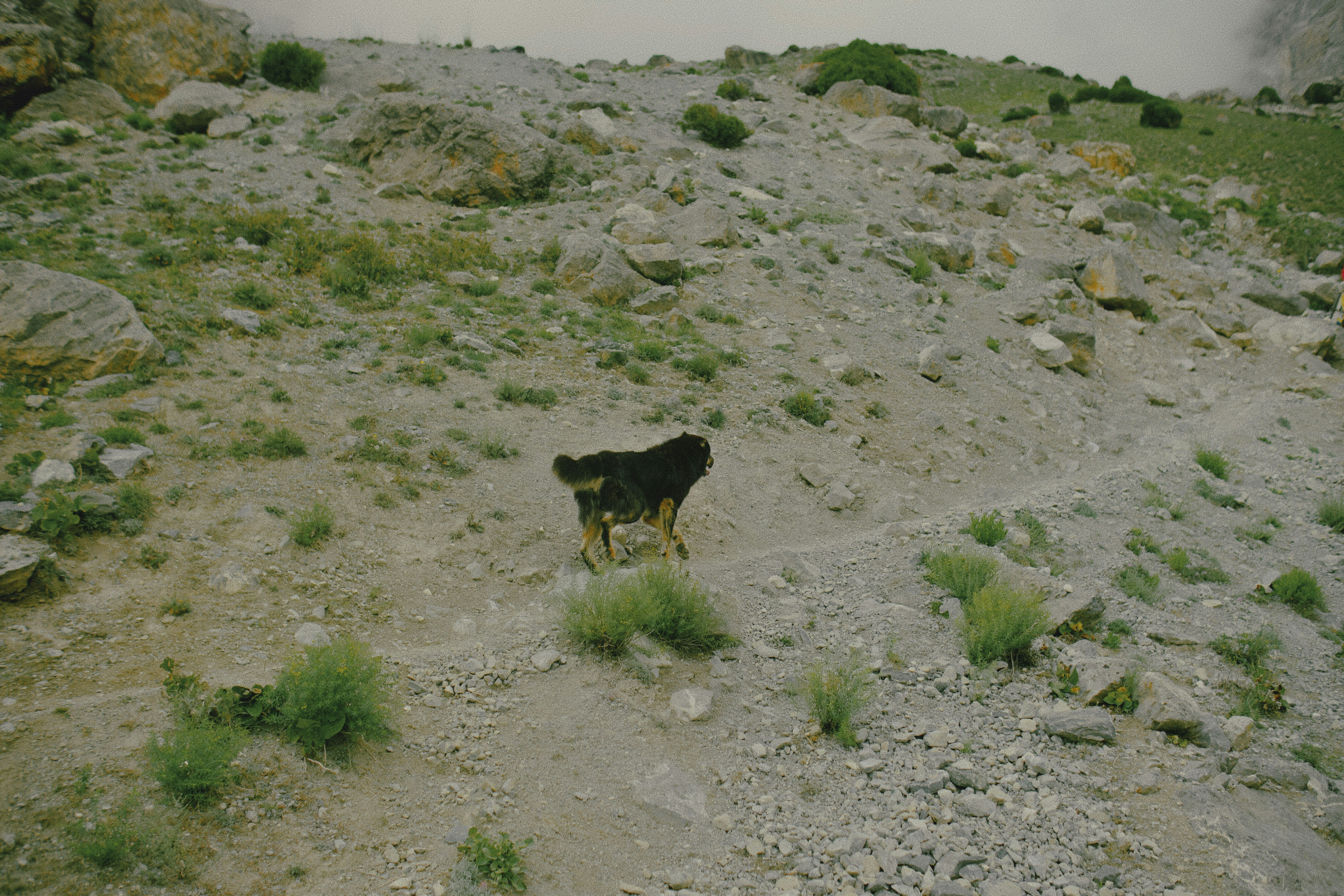 Lone Wanderer: A Dog on a Rocky Scrubland Walk