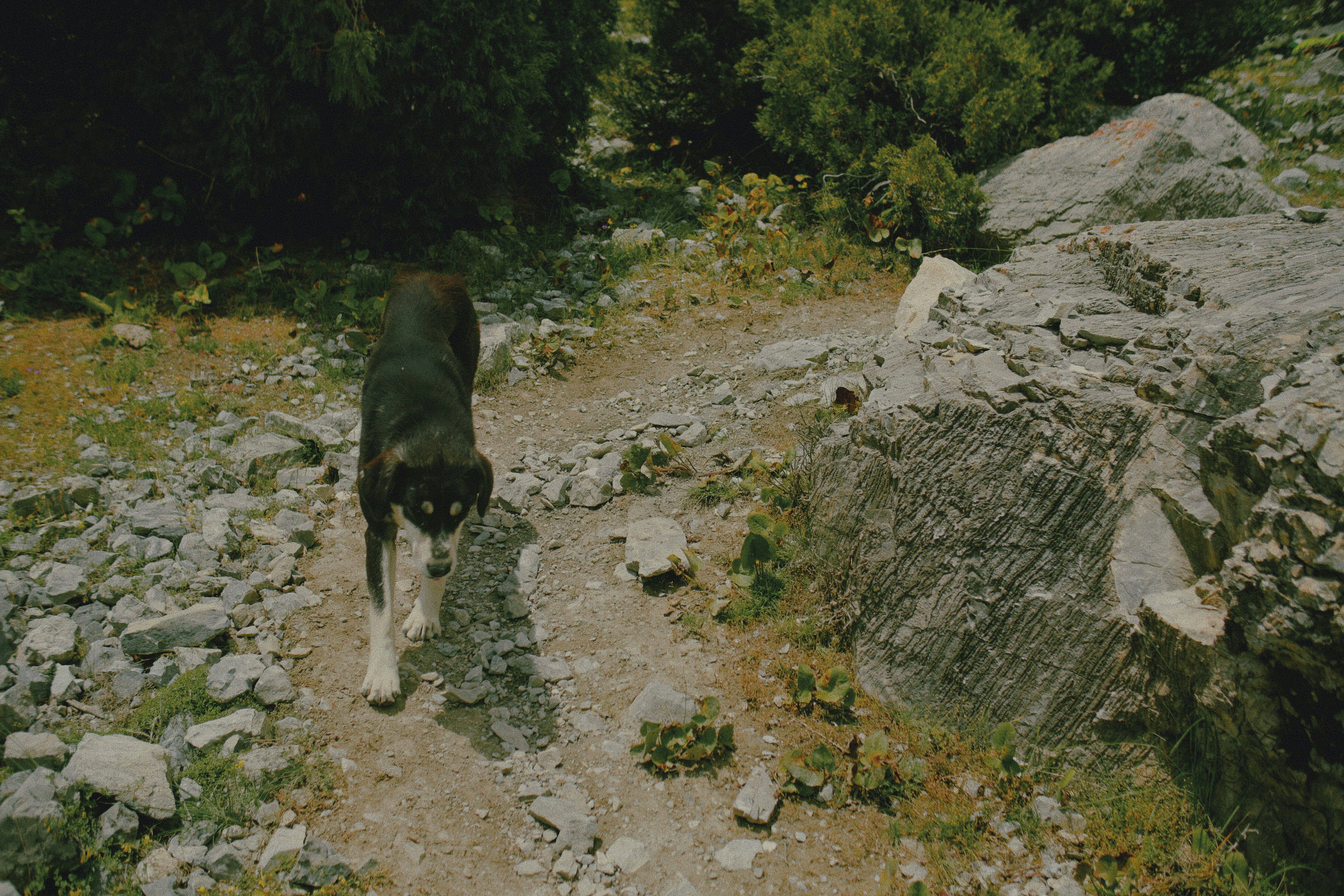 Autumn Trail Wanderer: A Black-and-White Retriever on a Rocky Path
