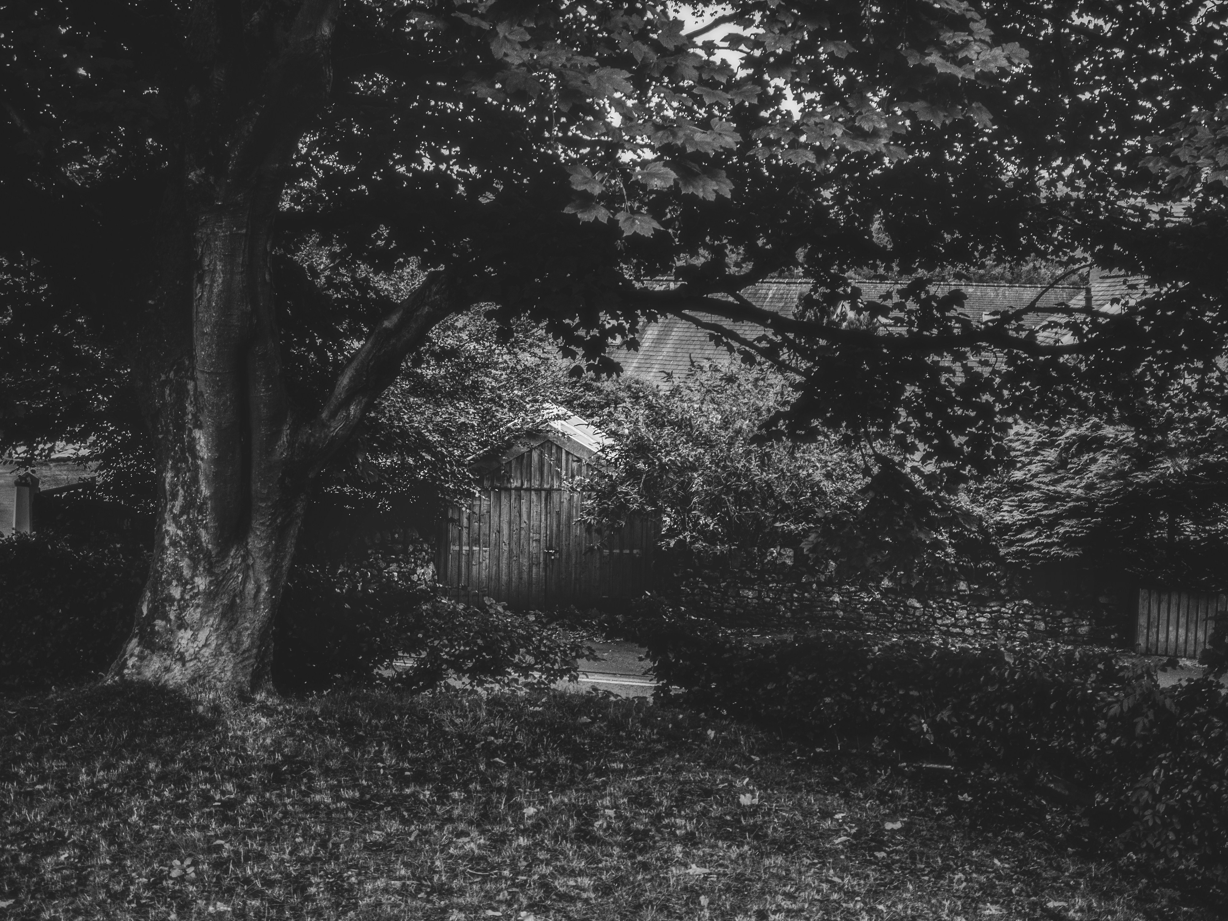 Muted grayscale garden scene with a weathered wooden gate nestled among trees; soft light filters through leaves, creating a tranquil, secluded mood. This is a monochrome photograph of a backyard path with surrounding shrubbery.