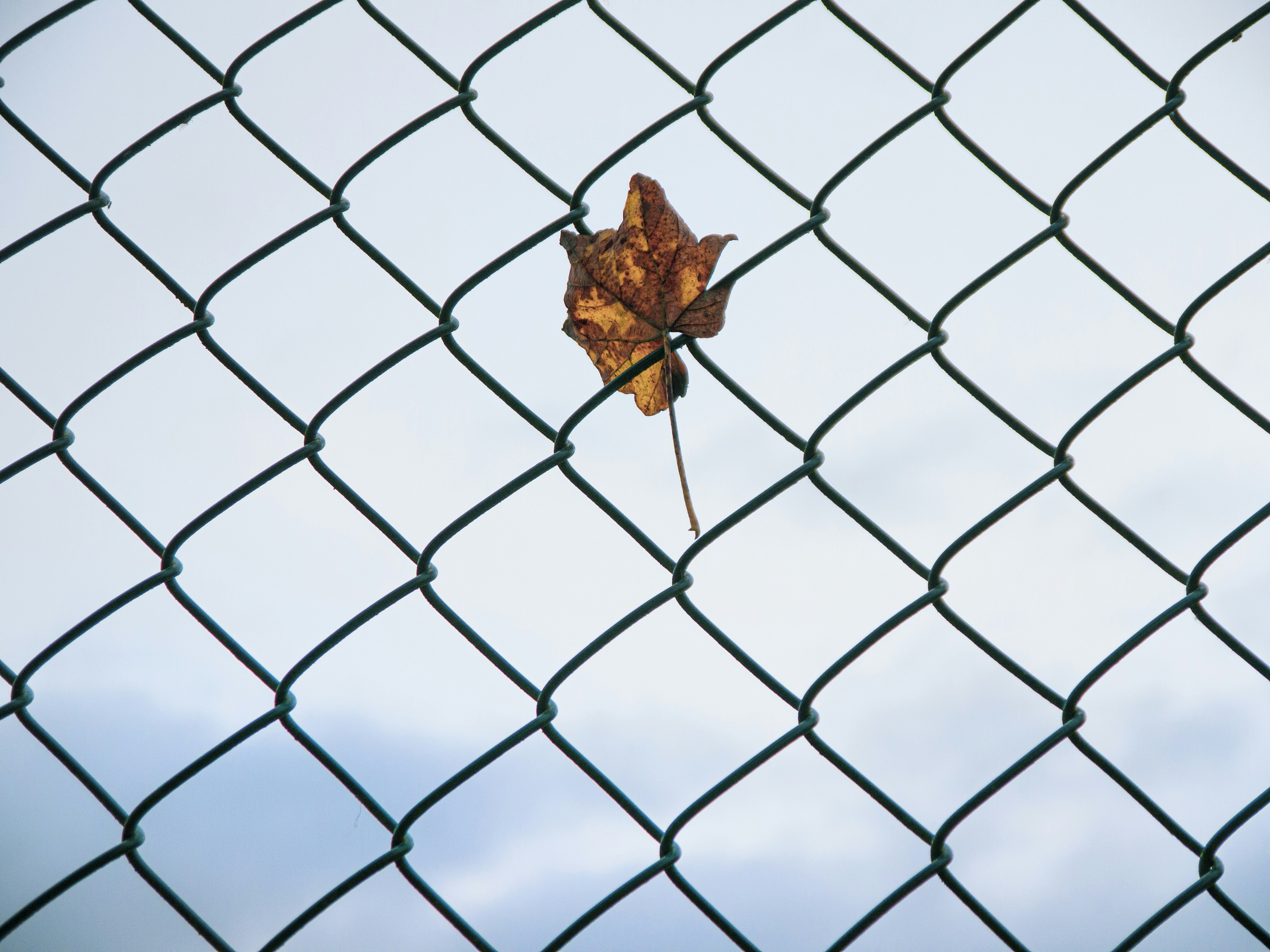 Single withered leaf caught in a diamond mesh against a pale sky