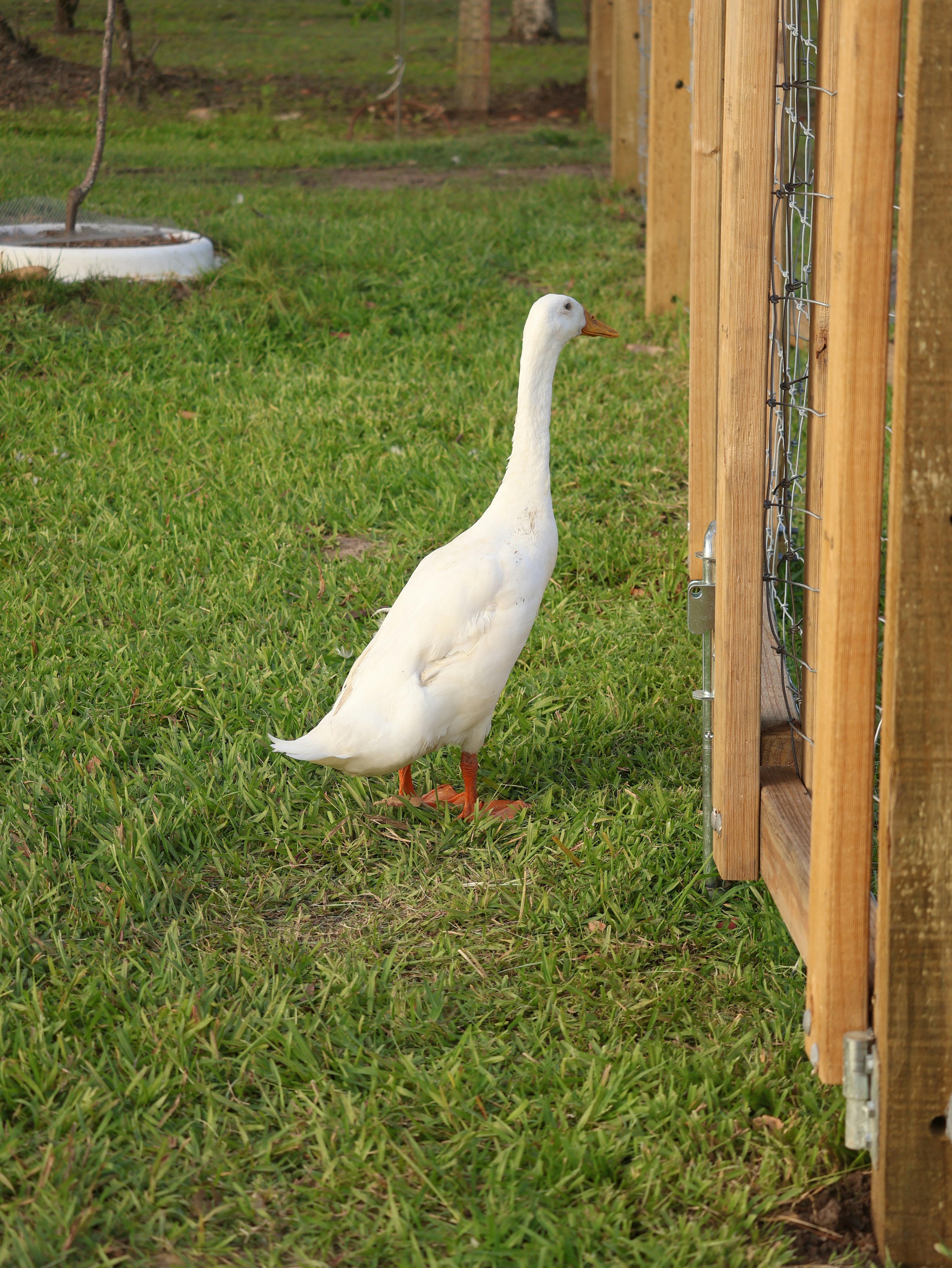 White Goose at the Gate: Quiet Portrait by the Fence