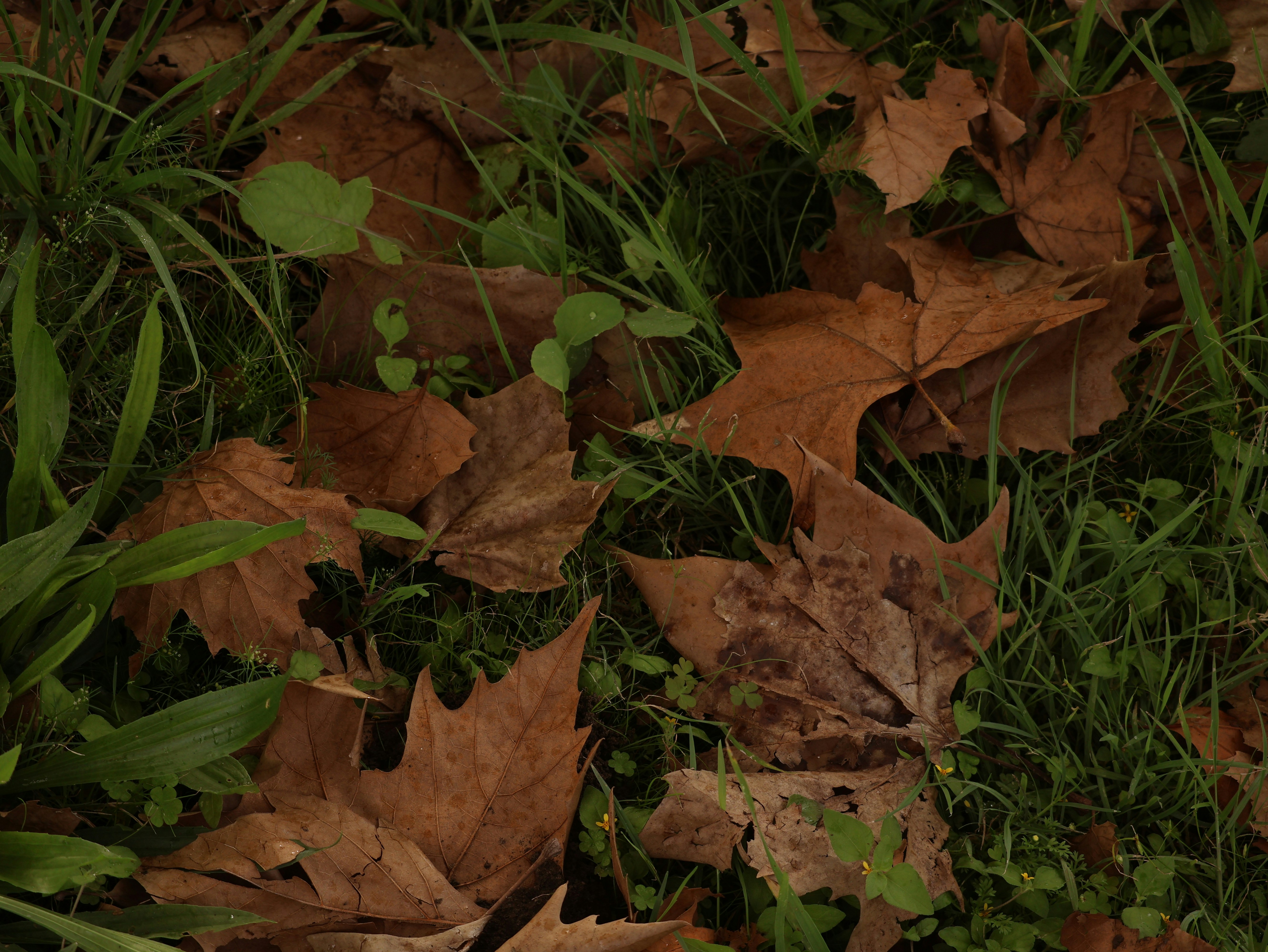 Autumn Leaf Mosaic Quietly Spreads Across Damp Grass