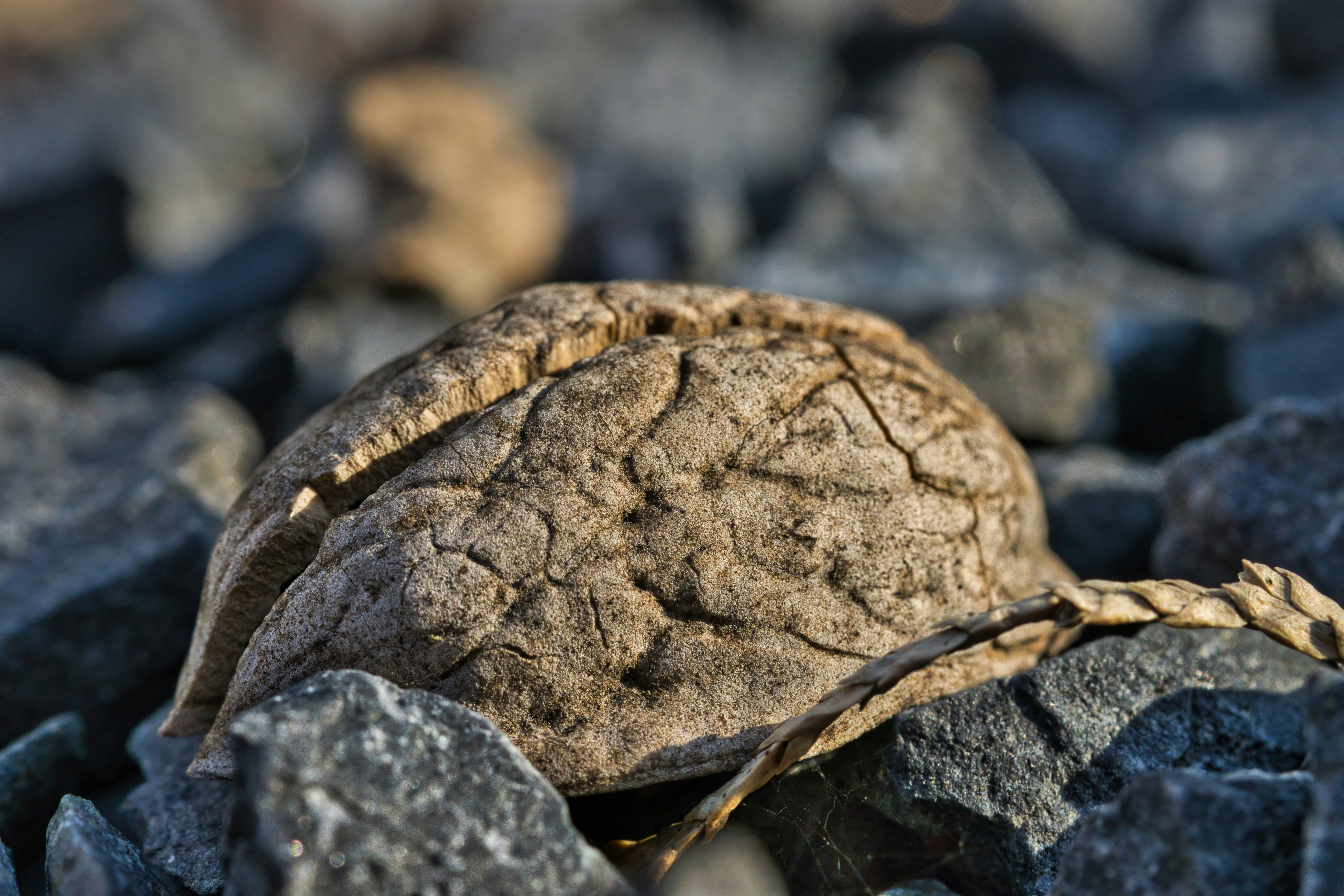 Cracked Seed Amid Pebble Bed