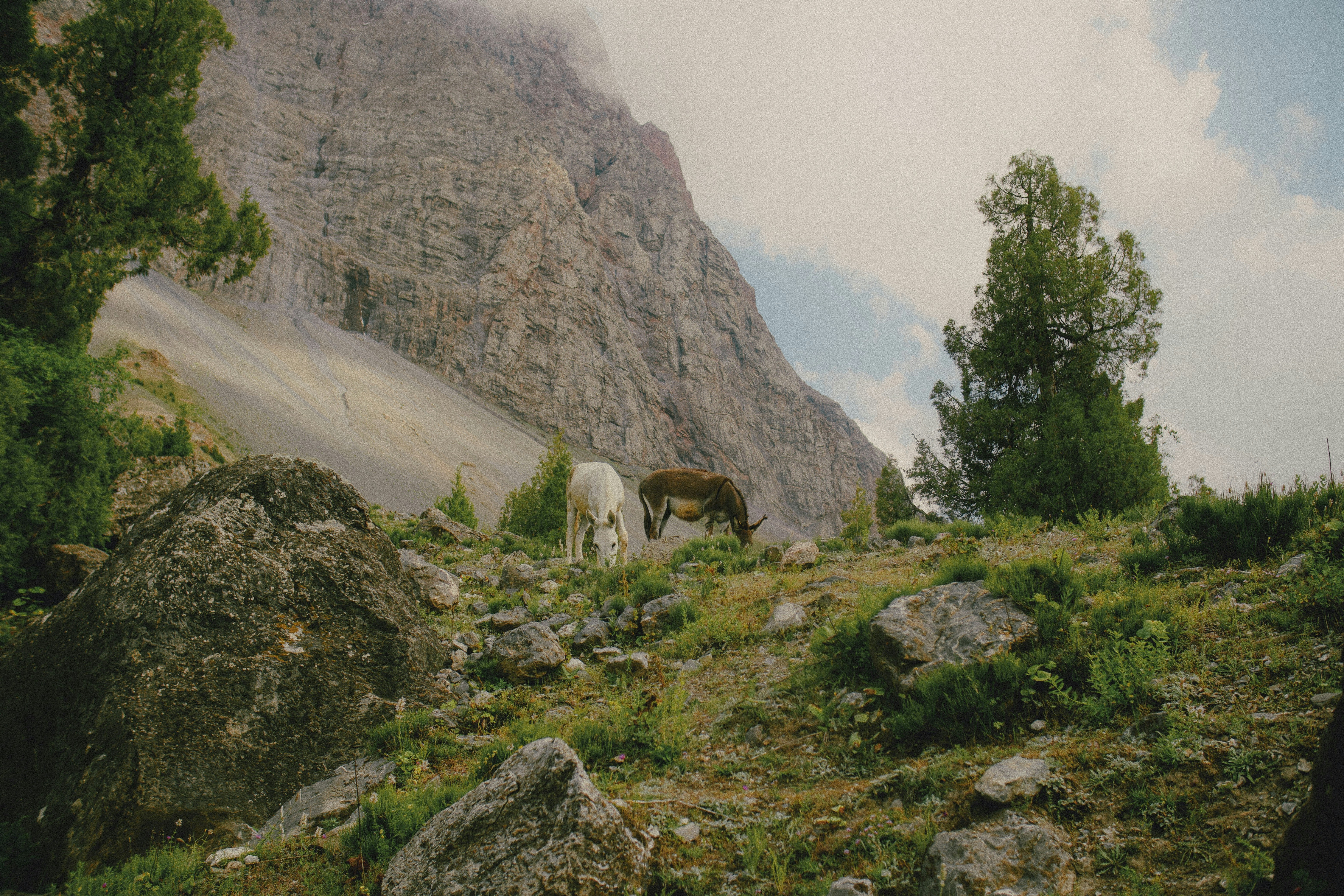 Grazing on the Alpine Terrace
