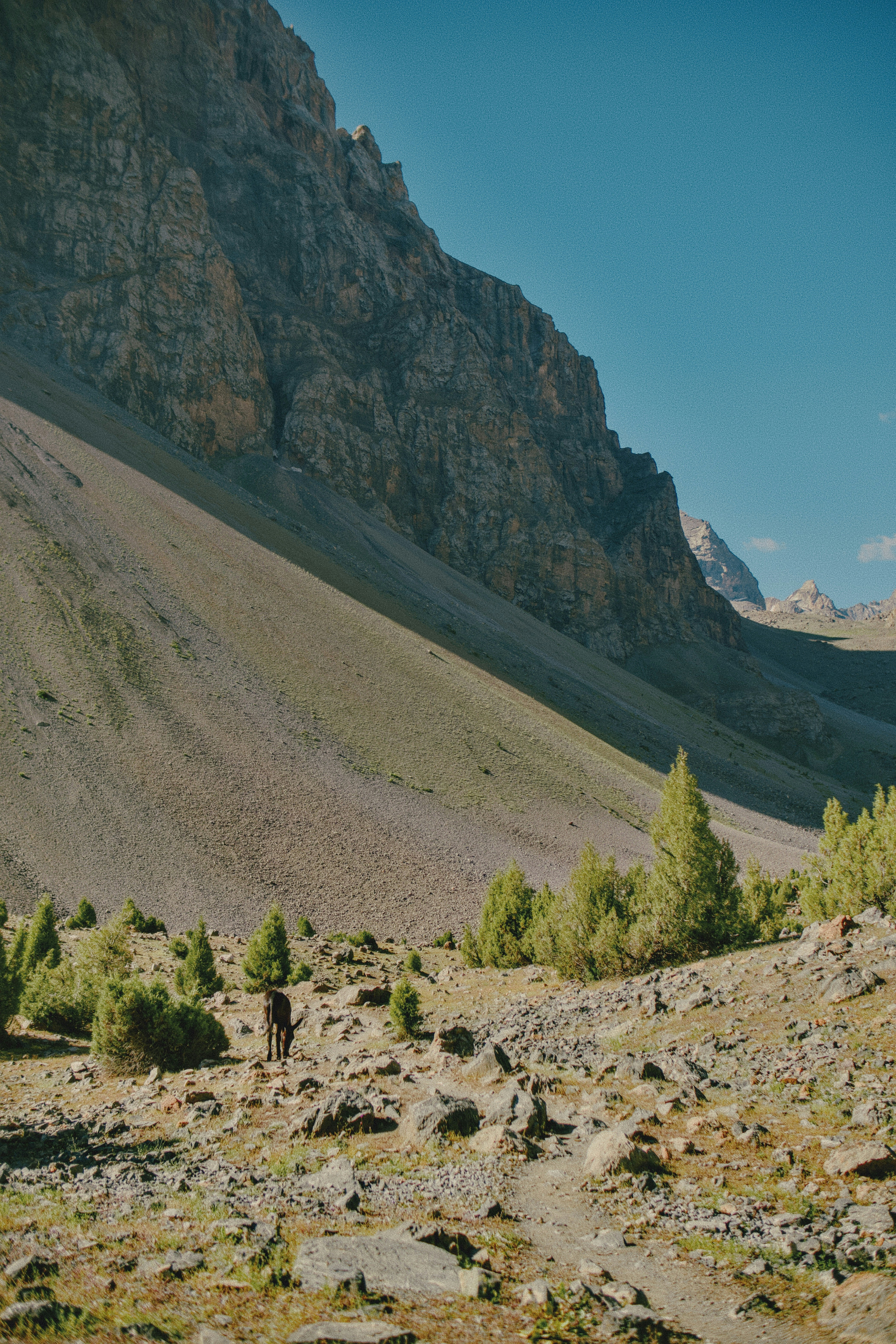 Runner in the Basin: A Lone Hiker Trekking Between Valley Pines