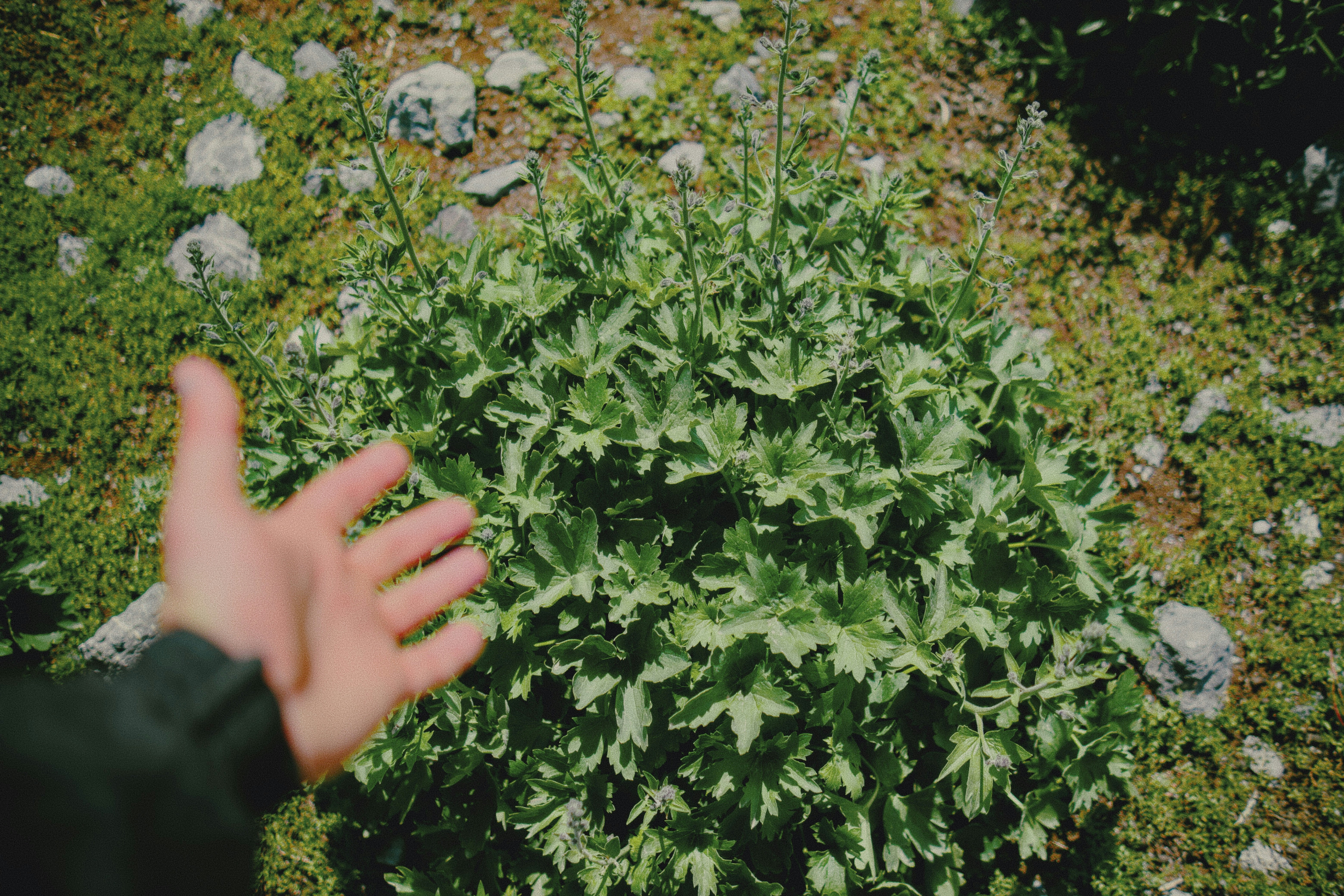 Close-Range Foliage: A Green Canopy Framed by a Reaching Hand