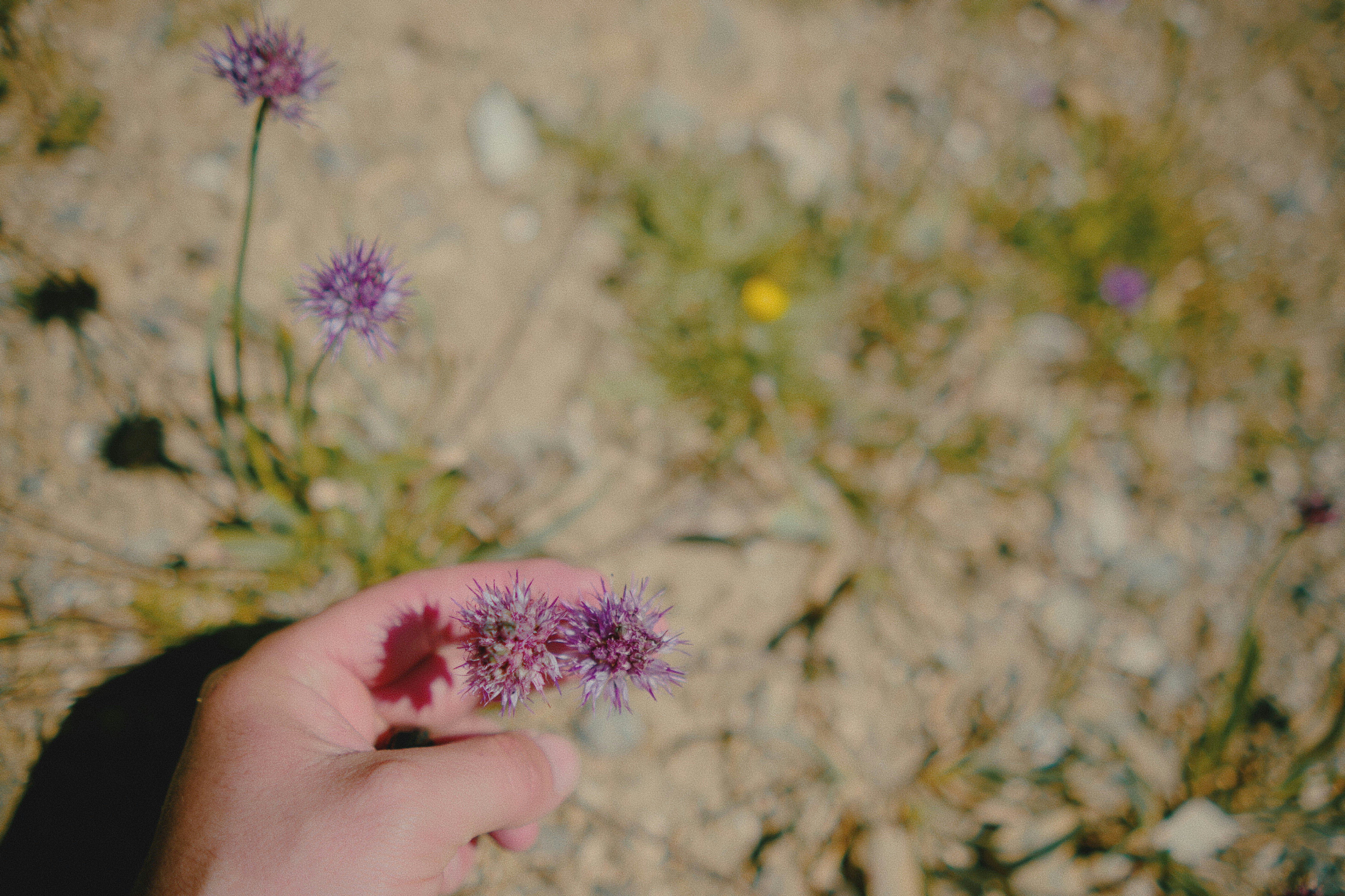 Petals in Focus: A Gentle Hand Reaches for a Wild Bloom