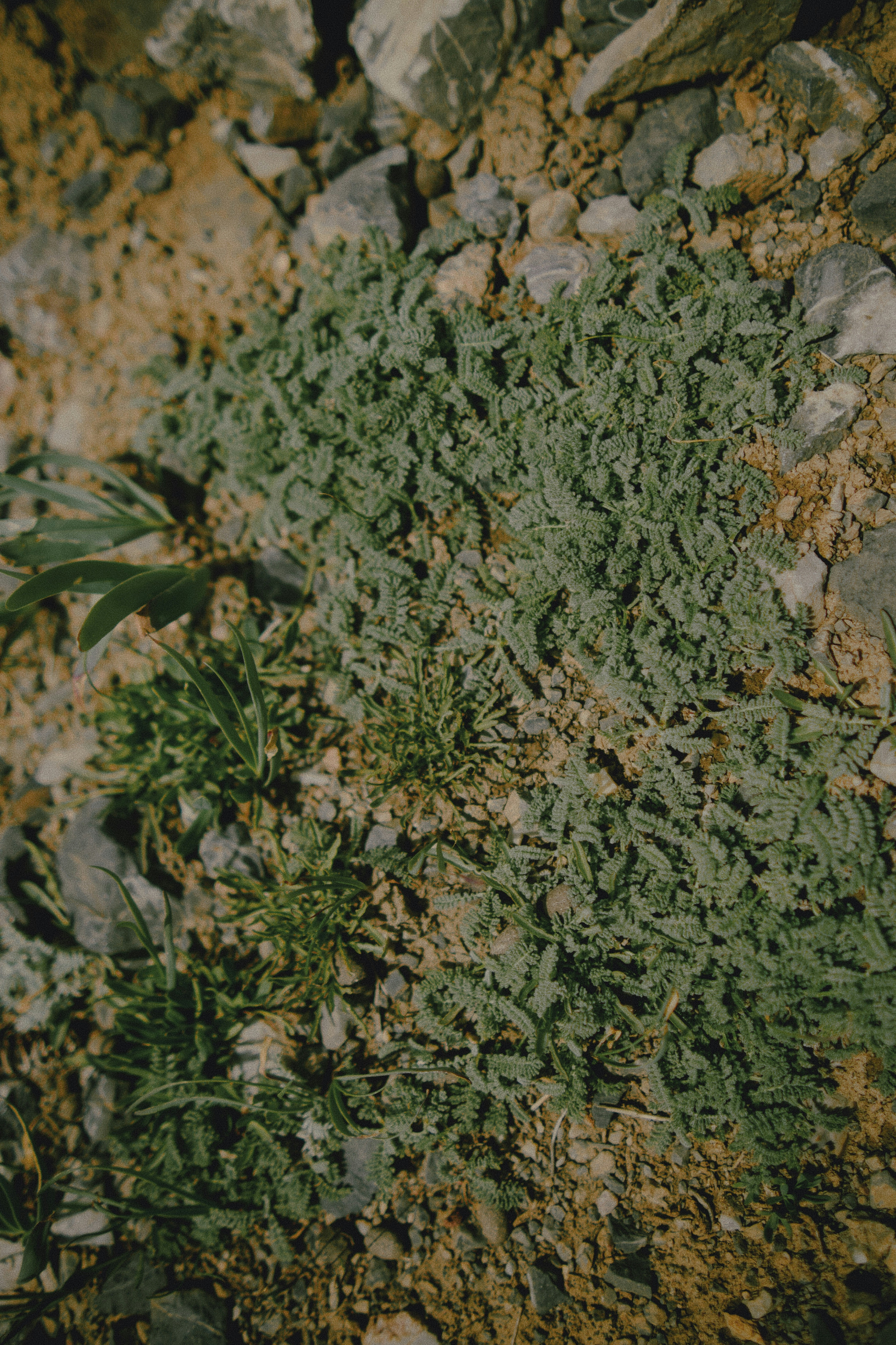 Verdant Ridge: A Close-Up of Alpine Groundcover Clinging to Gravel
