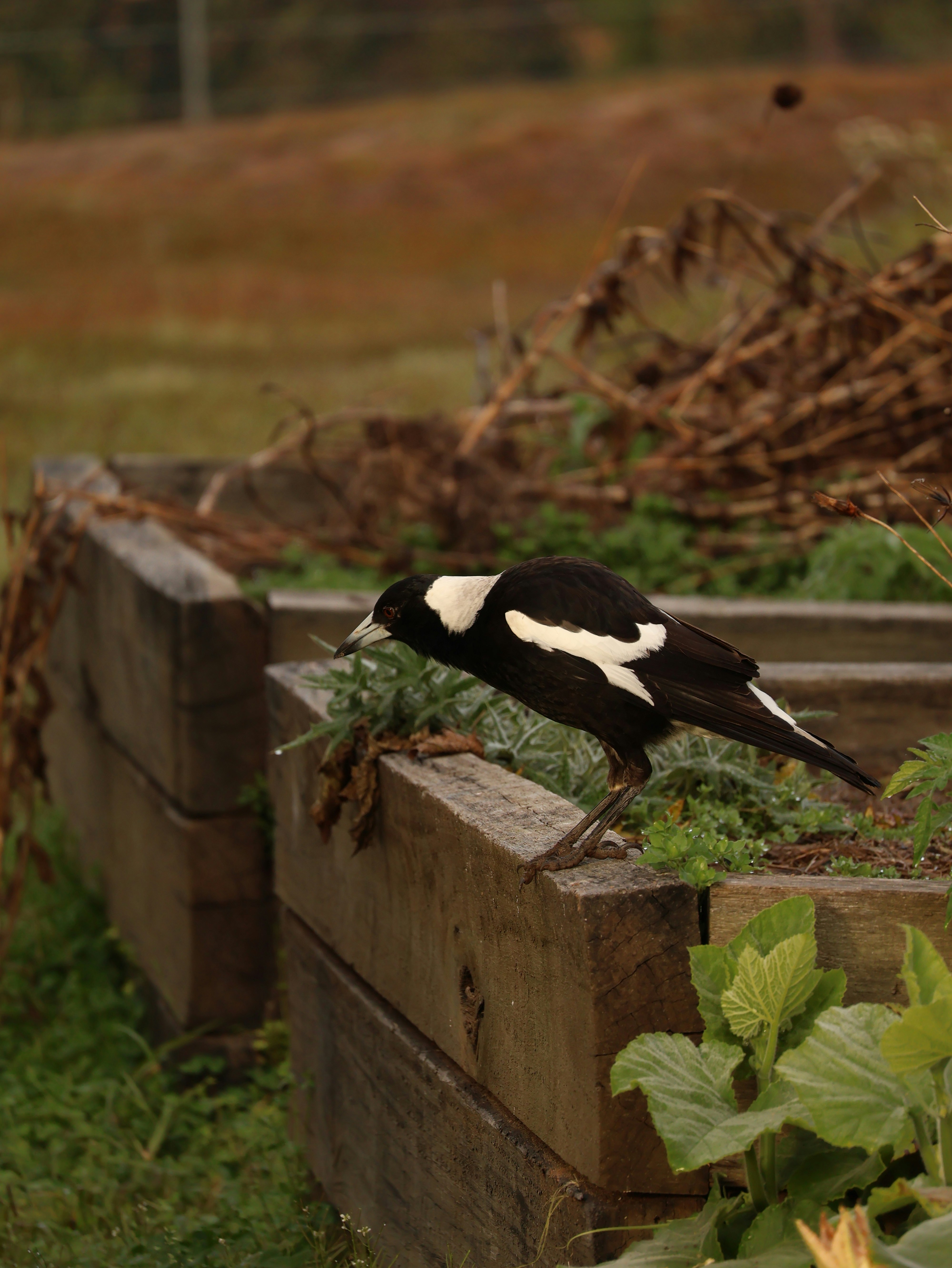 Magpie perched on a wooden planter, surveying the garden edge