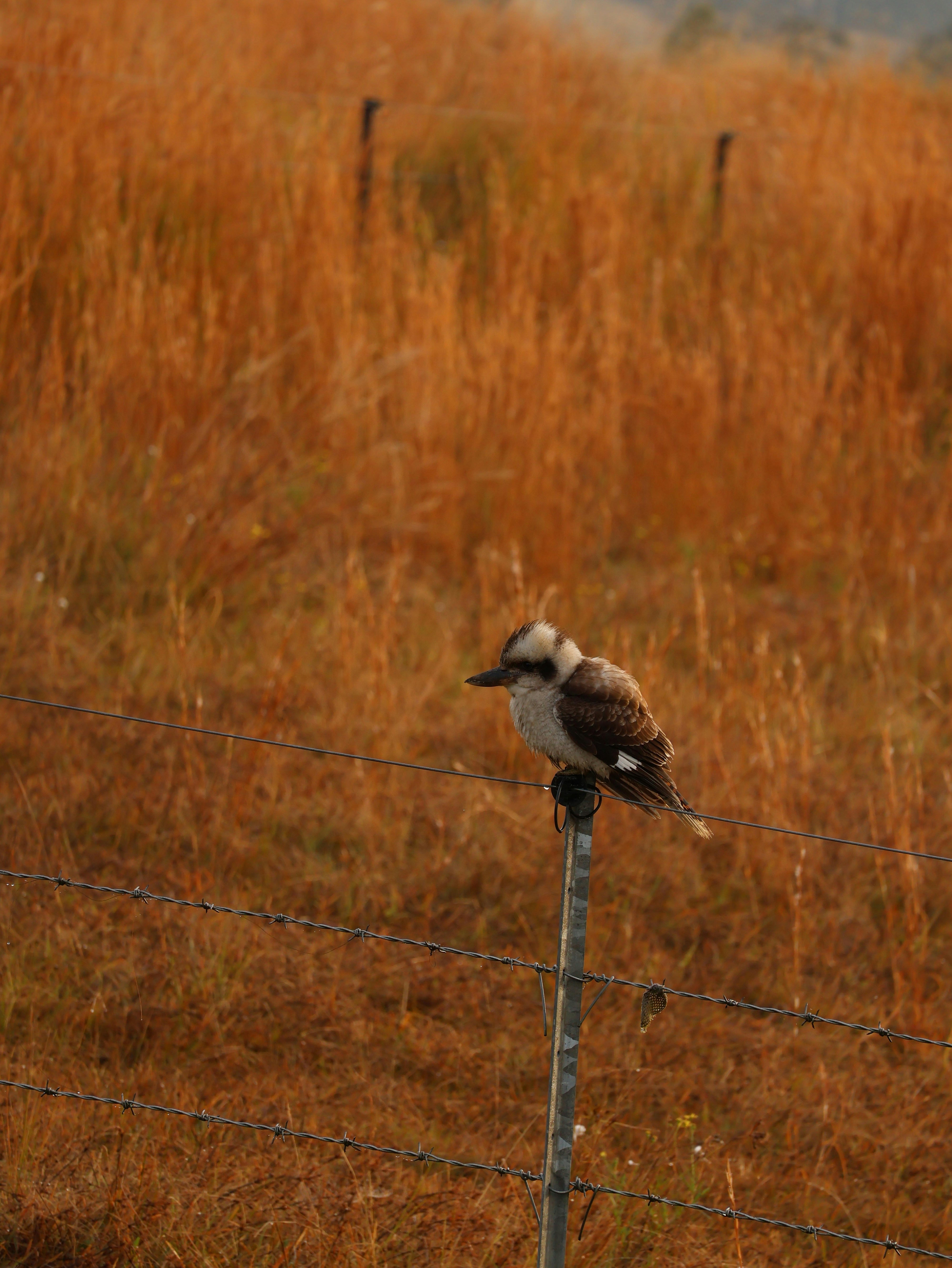 Perched on a Fence Post in Autumn's Quiet Field