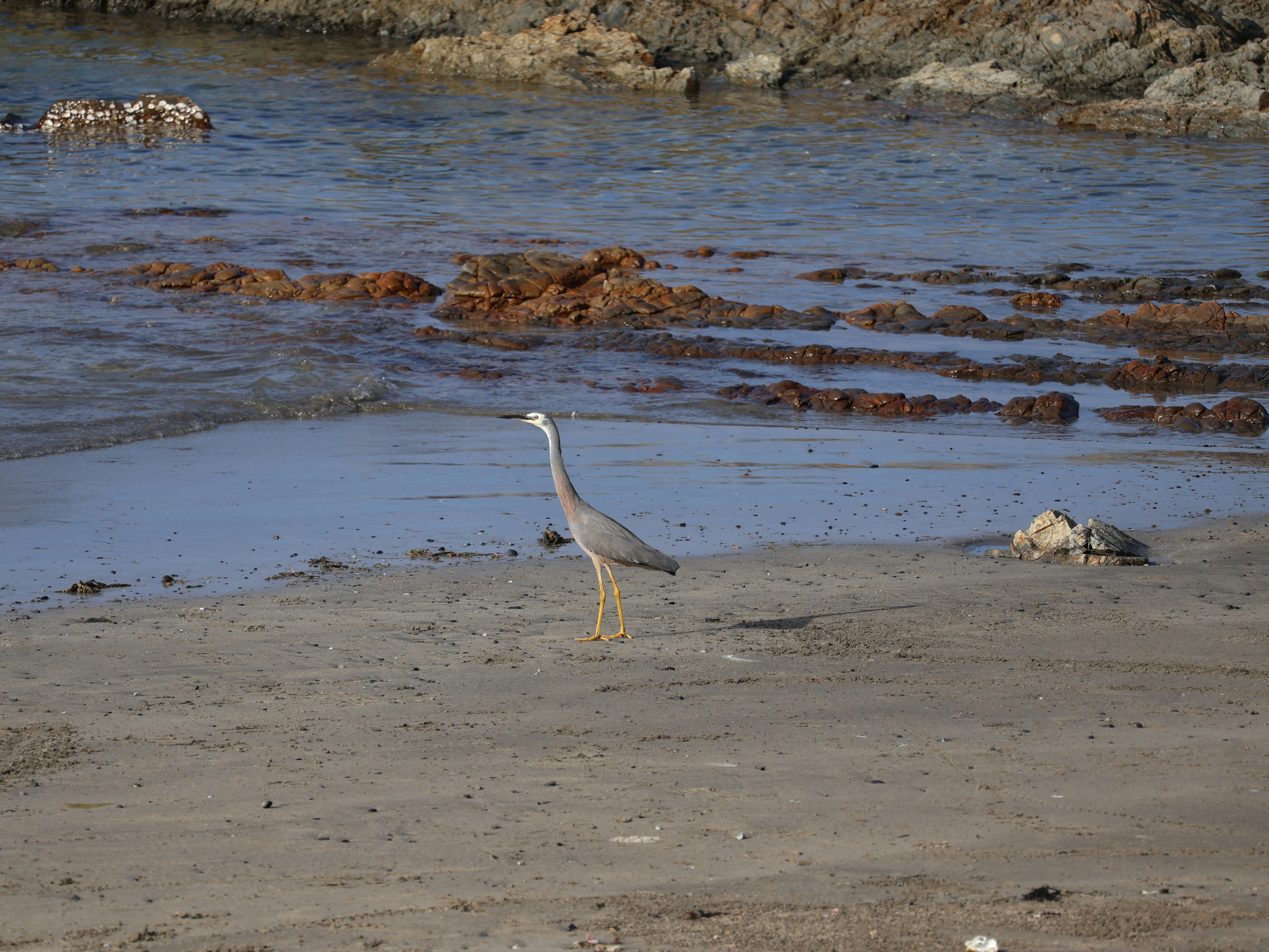 Gentle Beach Stance: Heron on Calm Shore