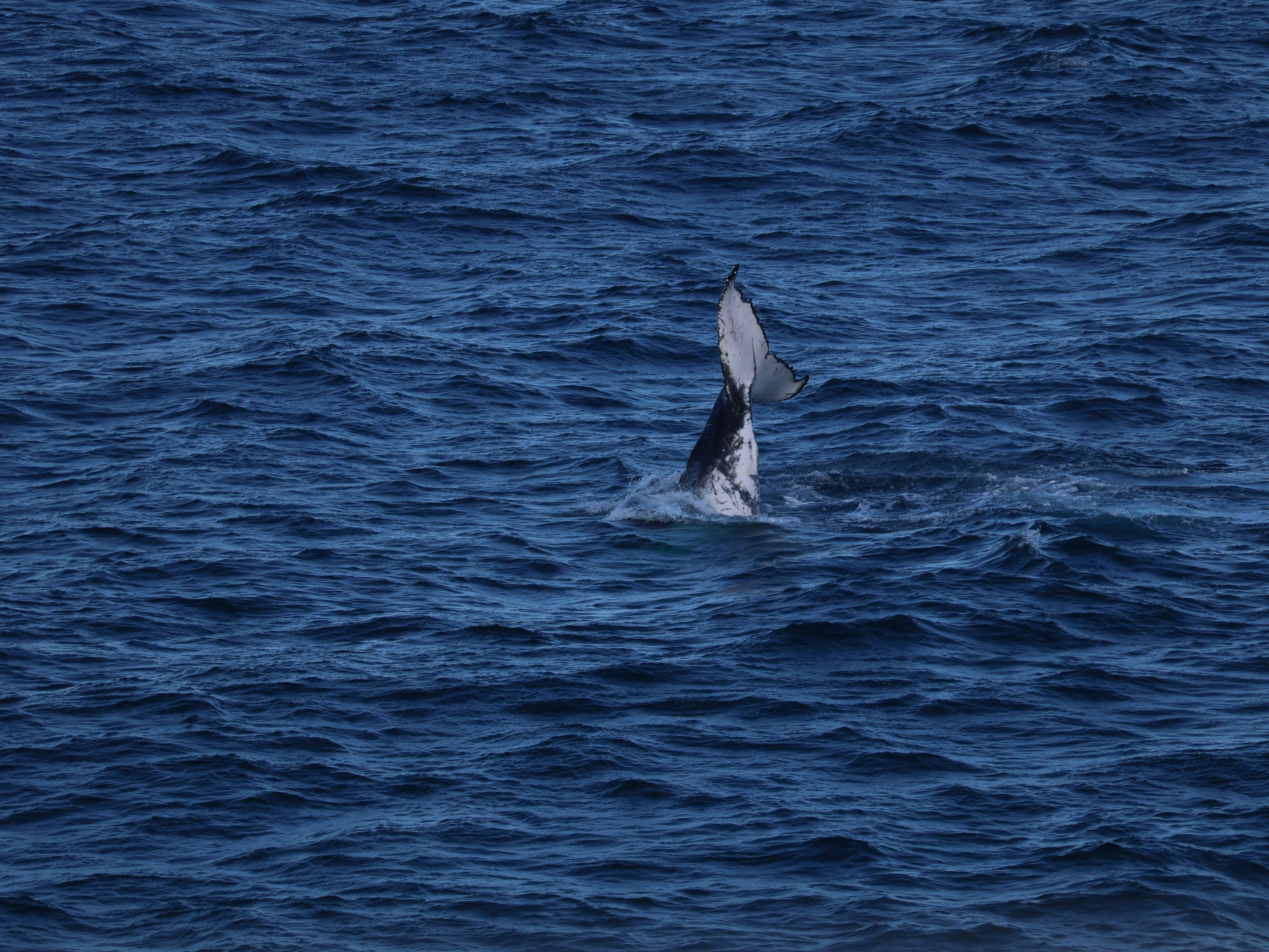 Resurfacing Arch: A Whale Tail Breaks the Quiet Blue