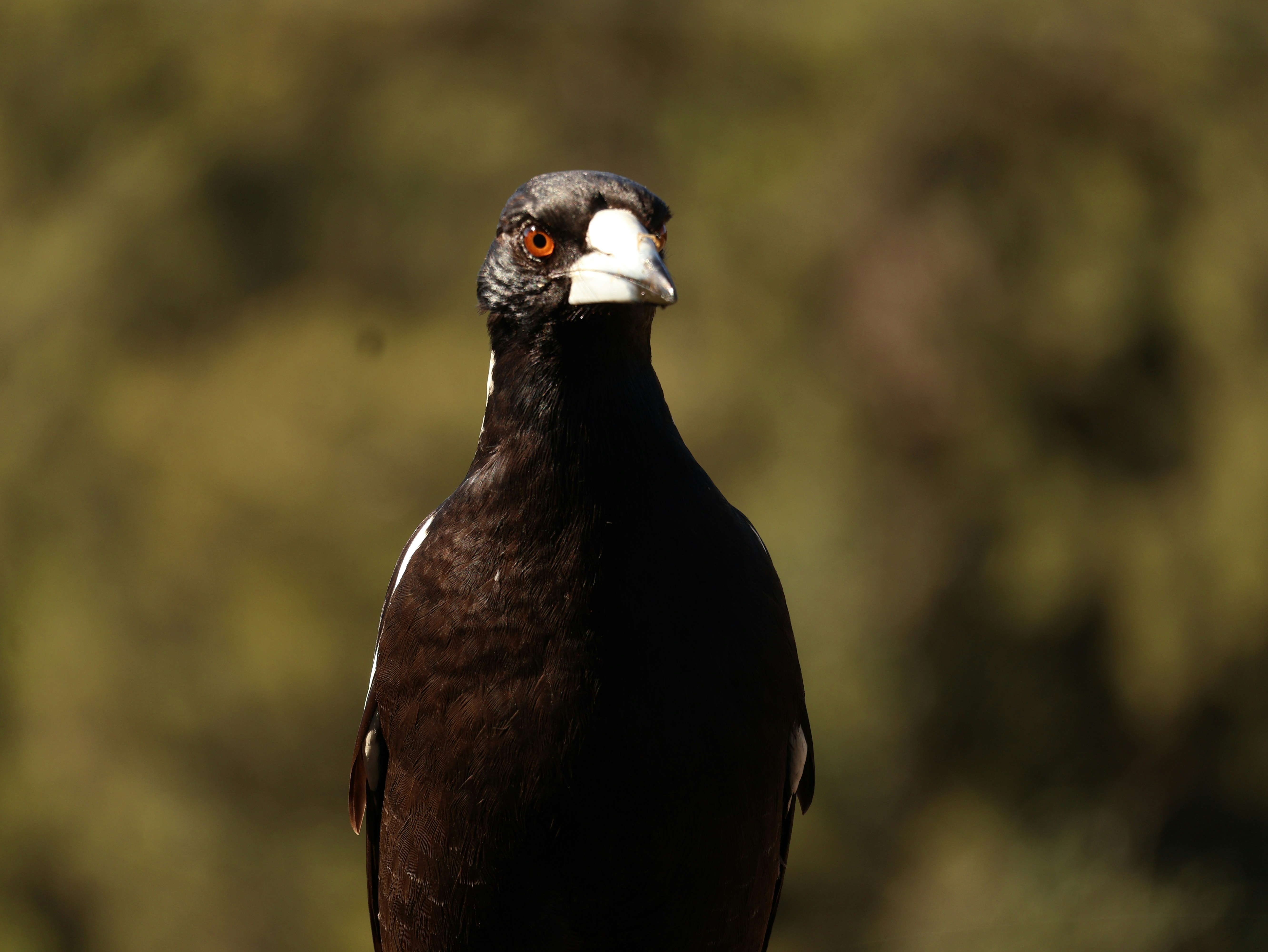 Front-and-center Crown: A Portrait of an Alert Moorland Pigeon-faced Bird