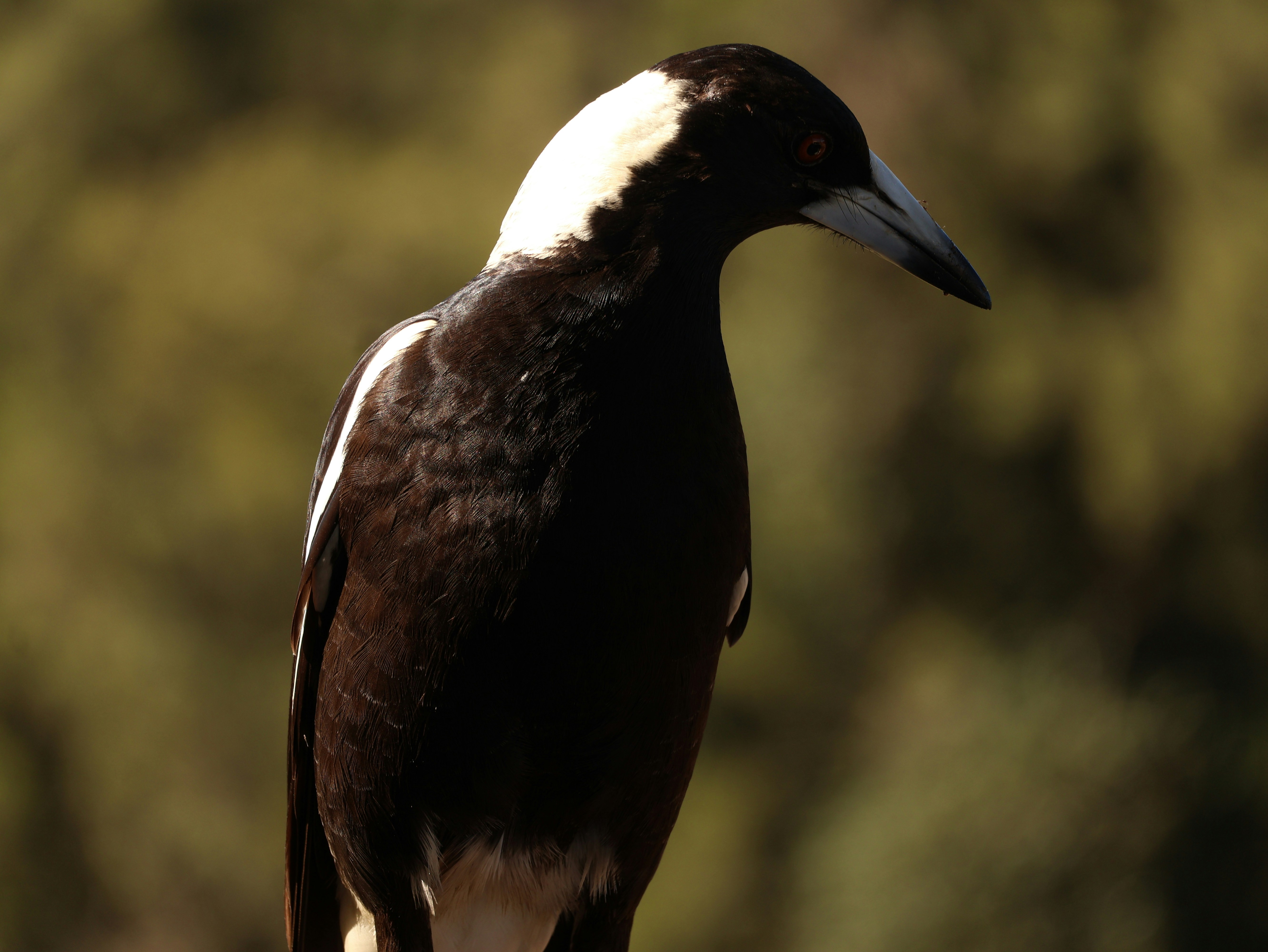 White-creased Crowned Cormorant in Backlit Silence