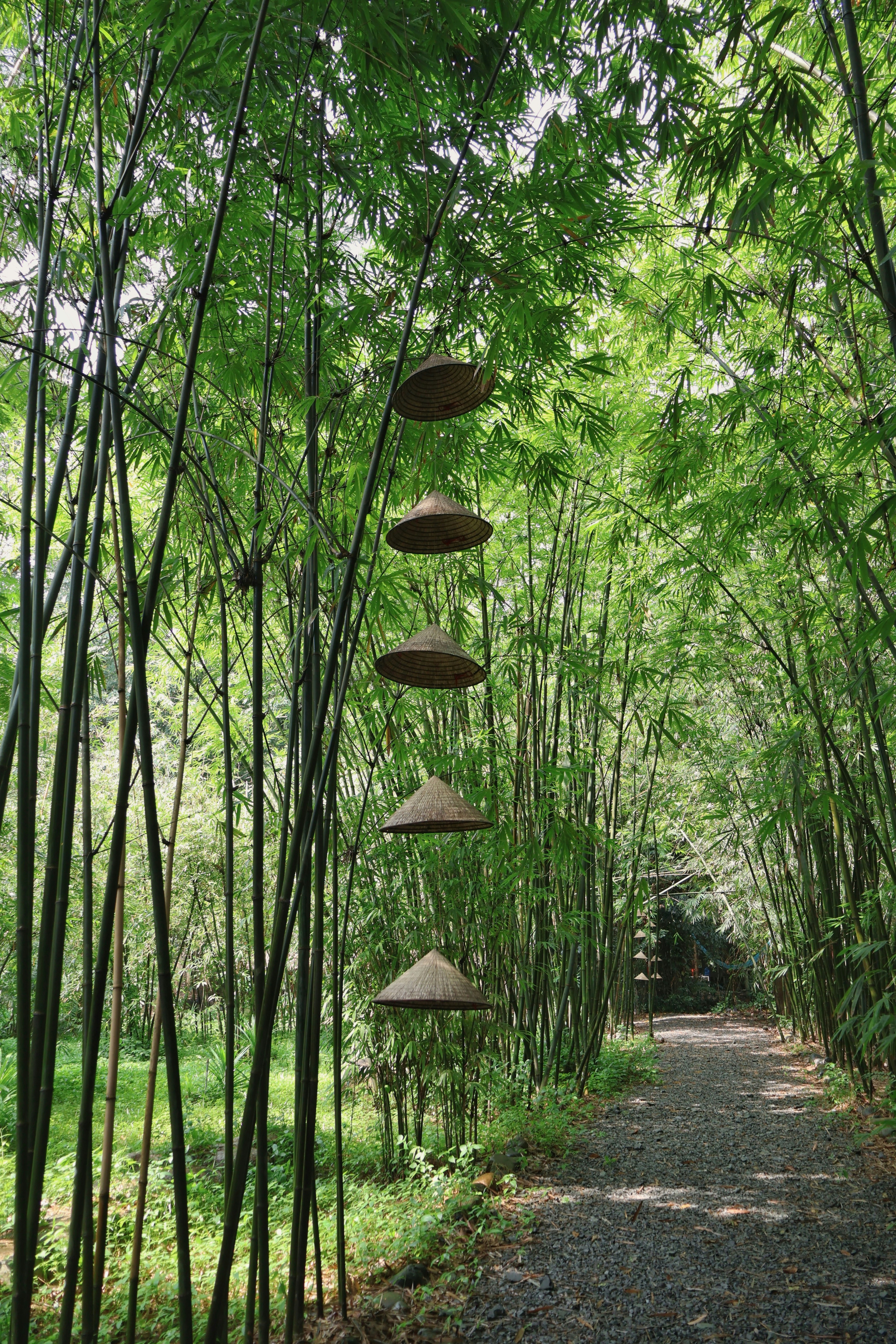 Suspended Conical Lanterns in a Bamboo Alley