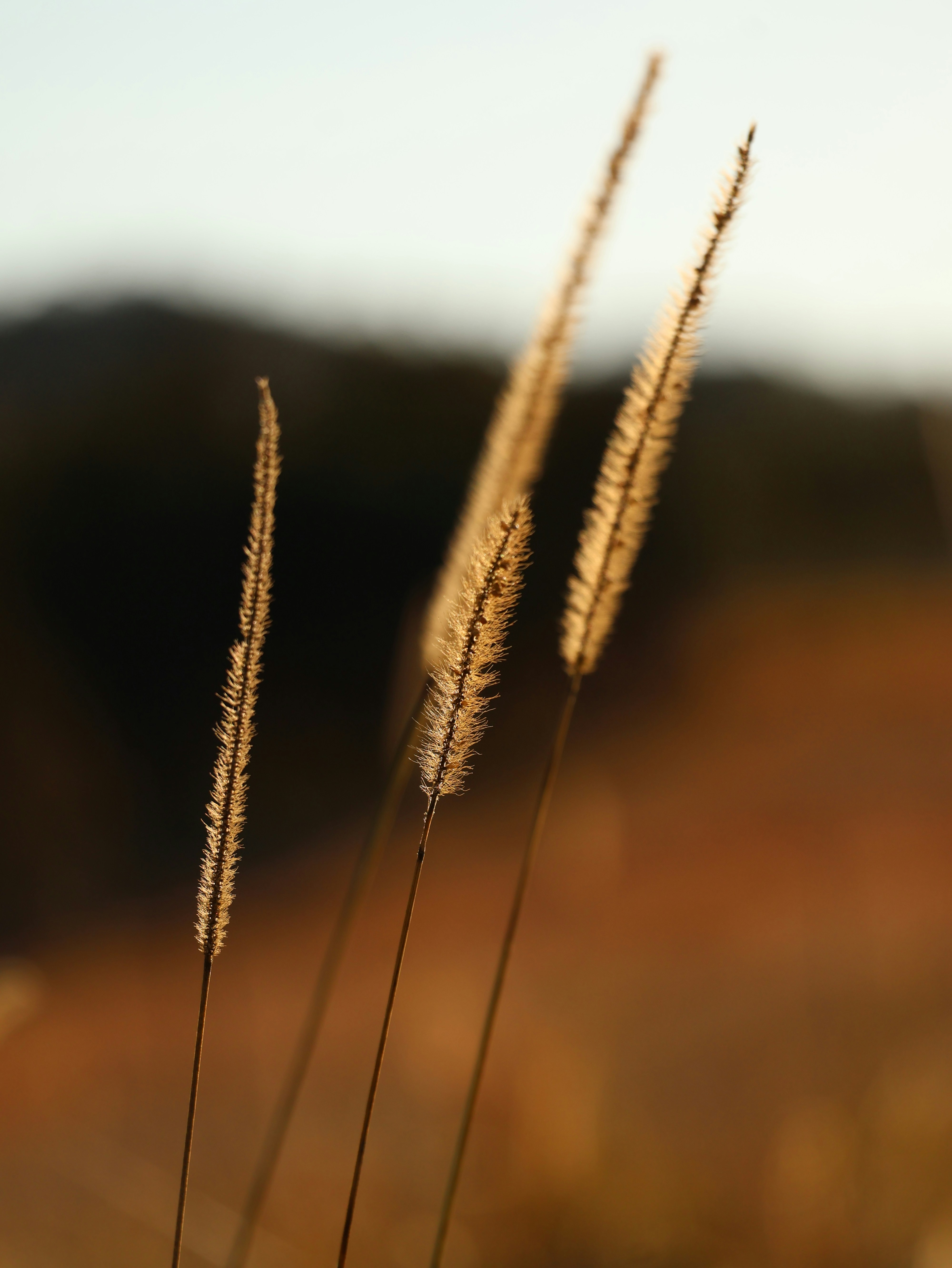 Backlit Dune Grass in Golden Hour