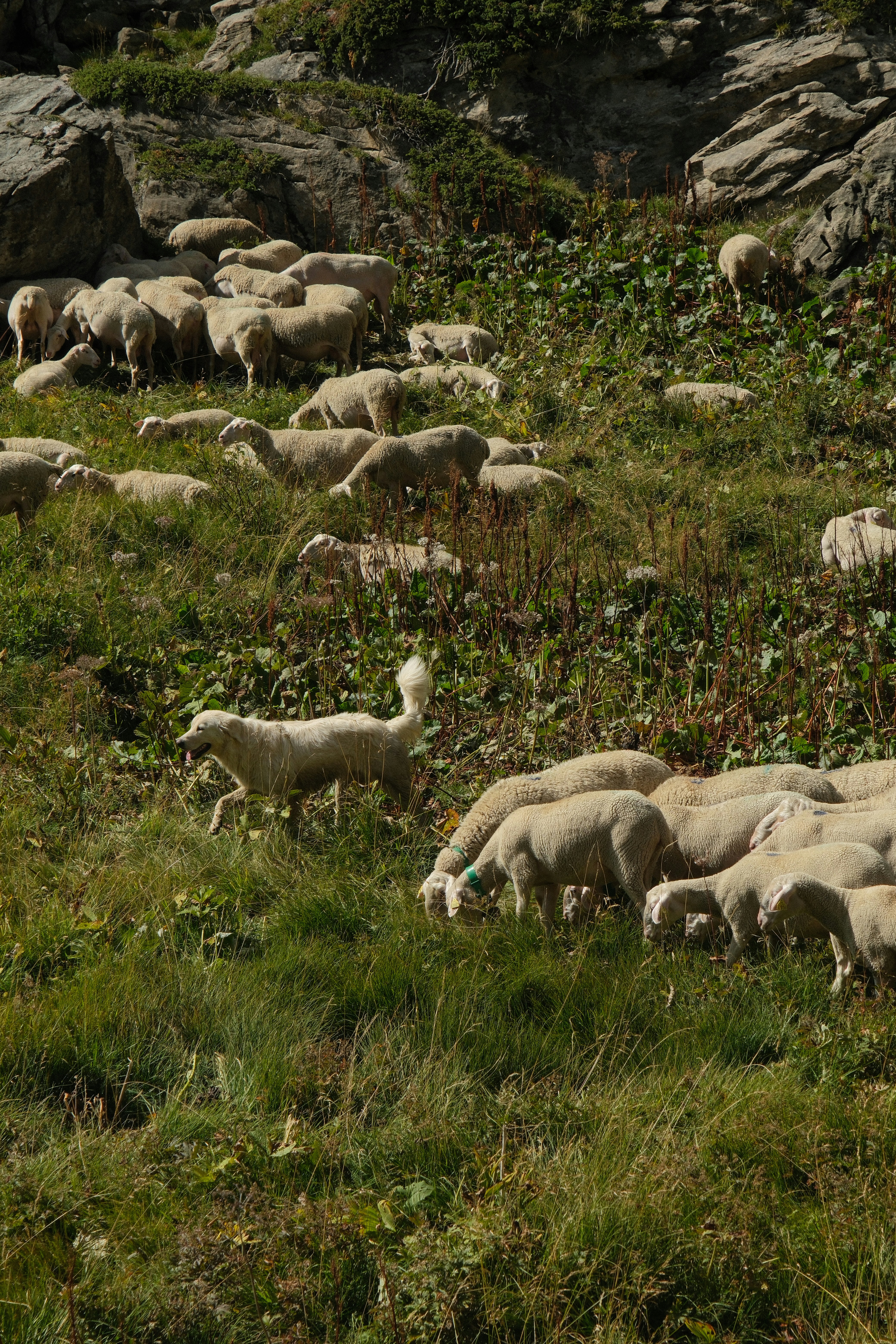 Shepherd’s Flock Crossing a Sunlit Slope