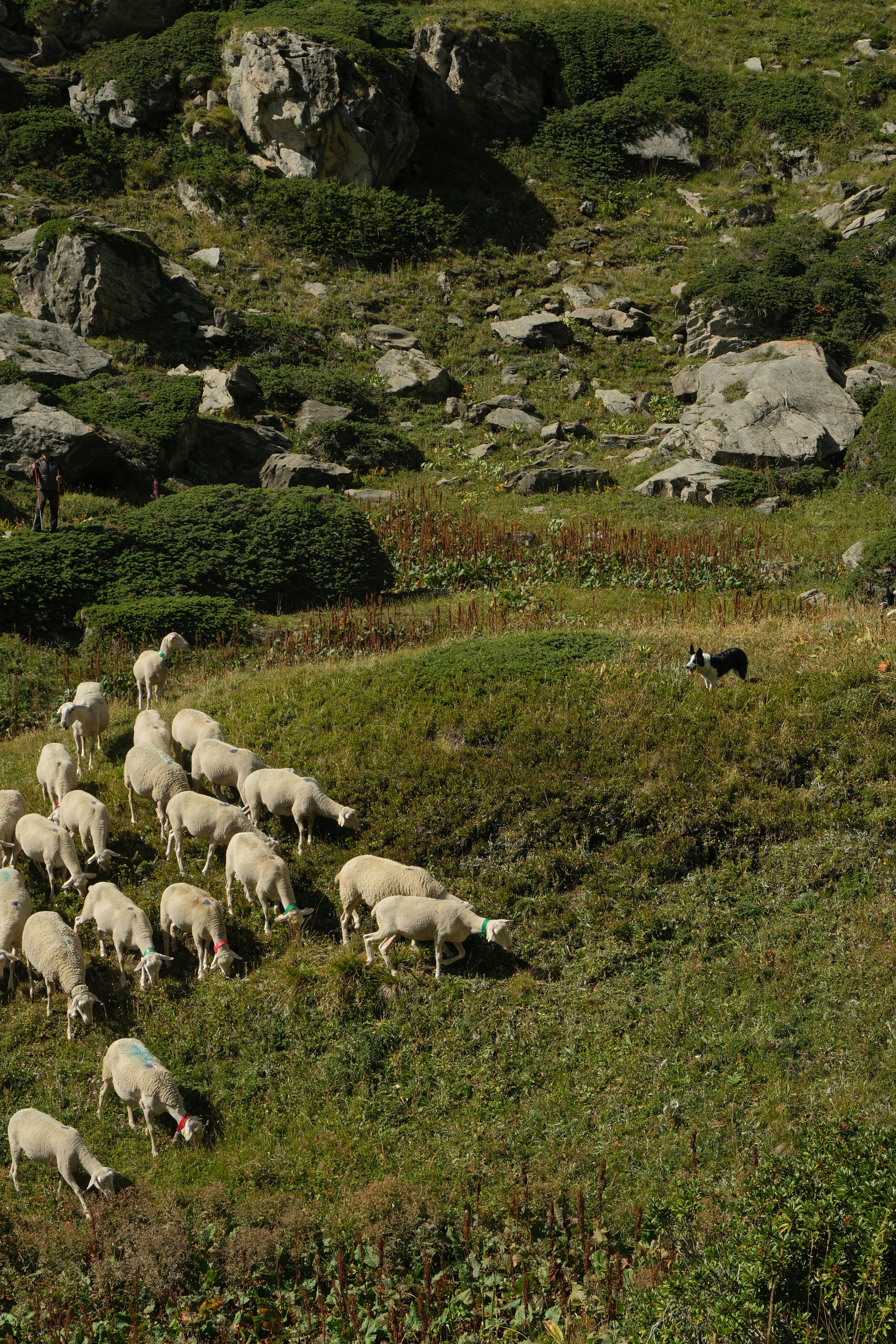 Pasture Muster: A Herd of Sheep on a Rocky hillside