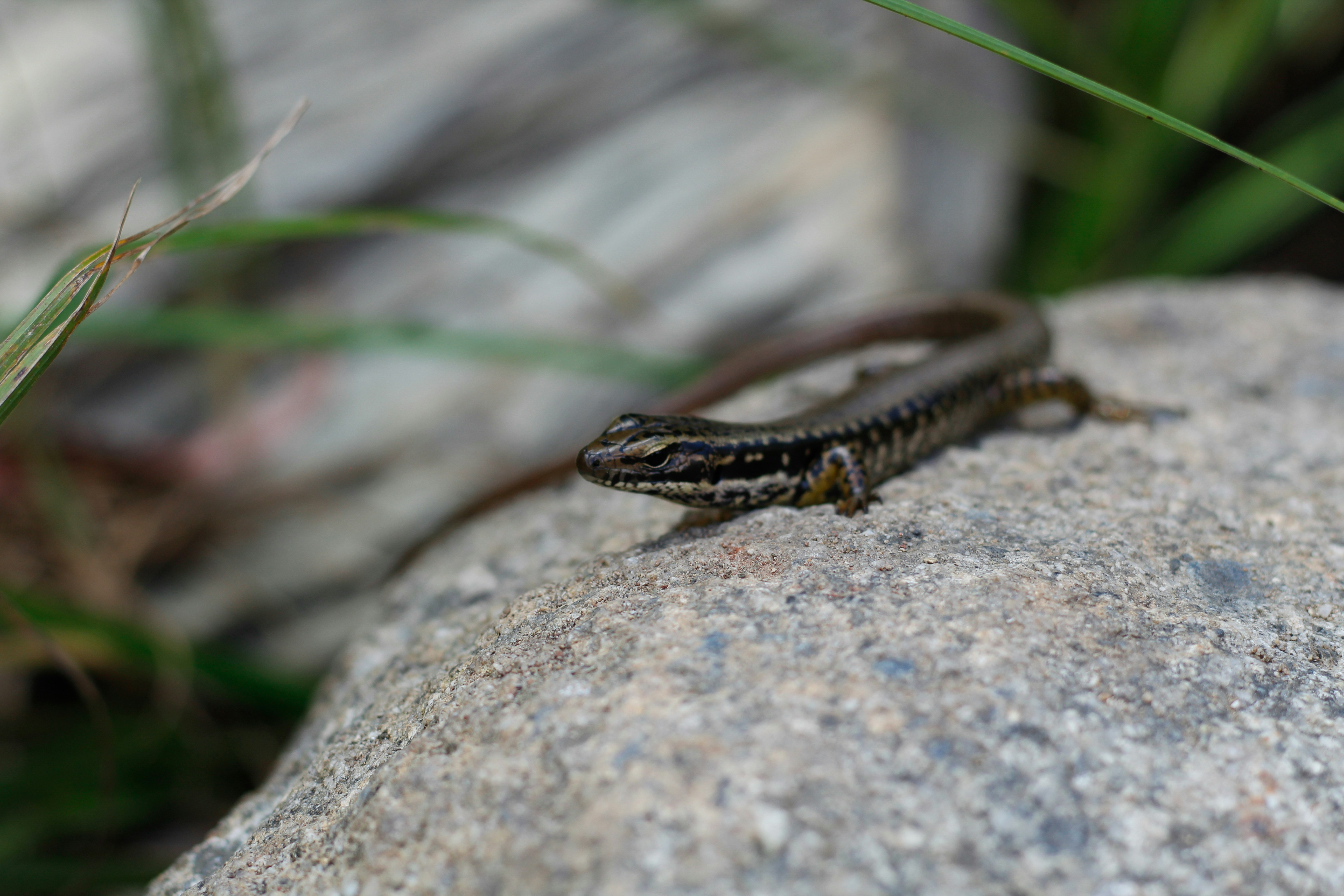 Stone-bound Hunter: A Lizard Quietly Perches on Weathered Granite
